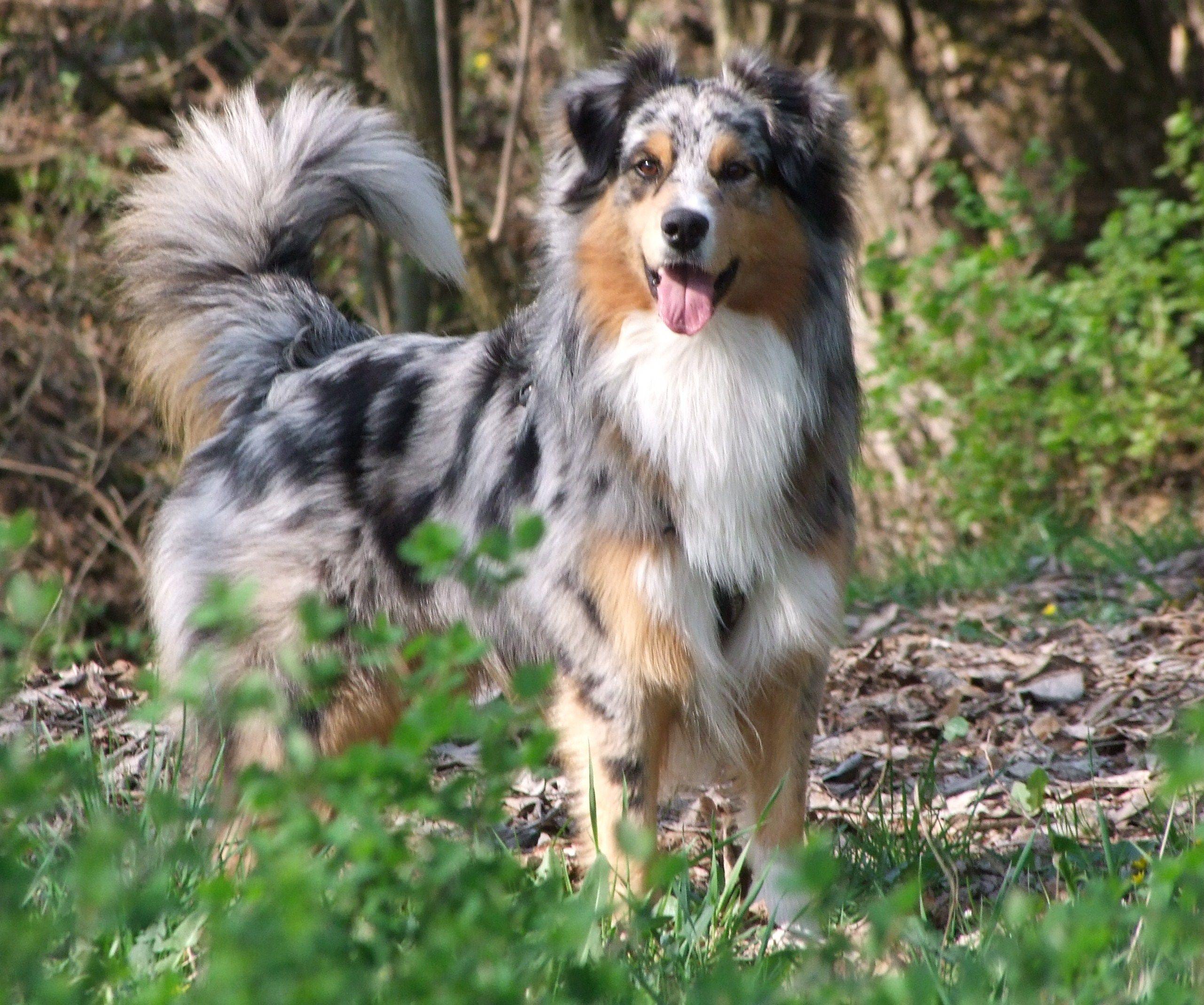 Australian Shepherd Wallpapers - Top Free Australian Shepherd ...