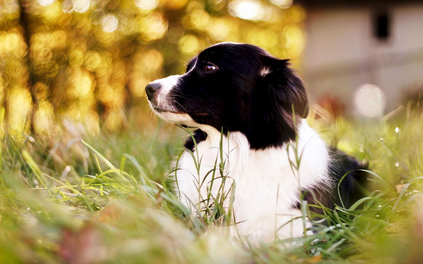 Border Collie Wallpapers - Top Free Border Collie Backgrounds ...