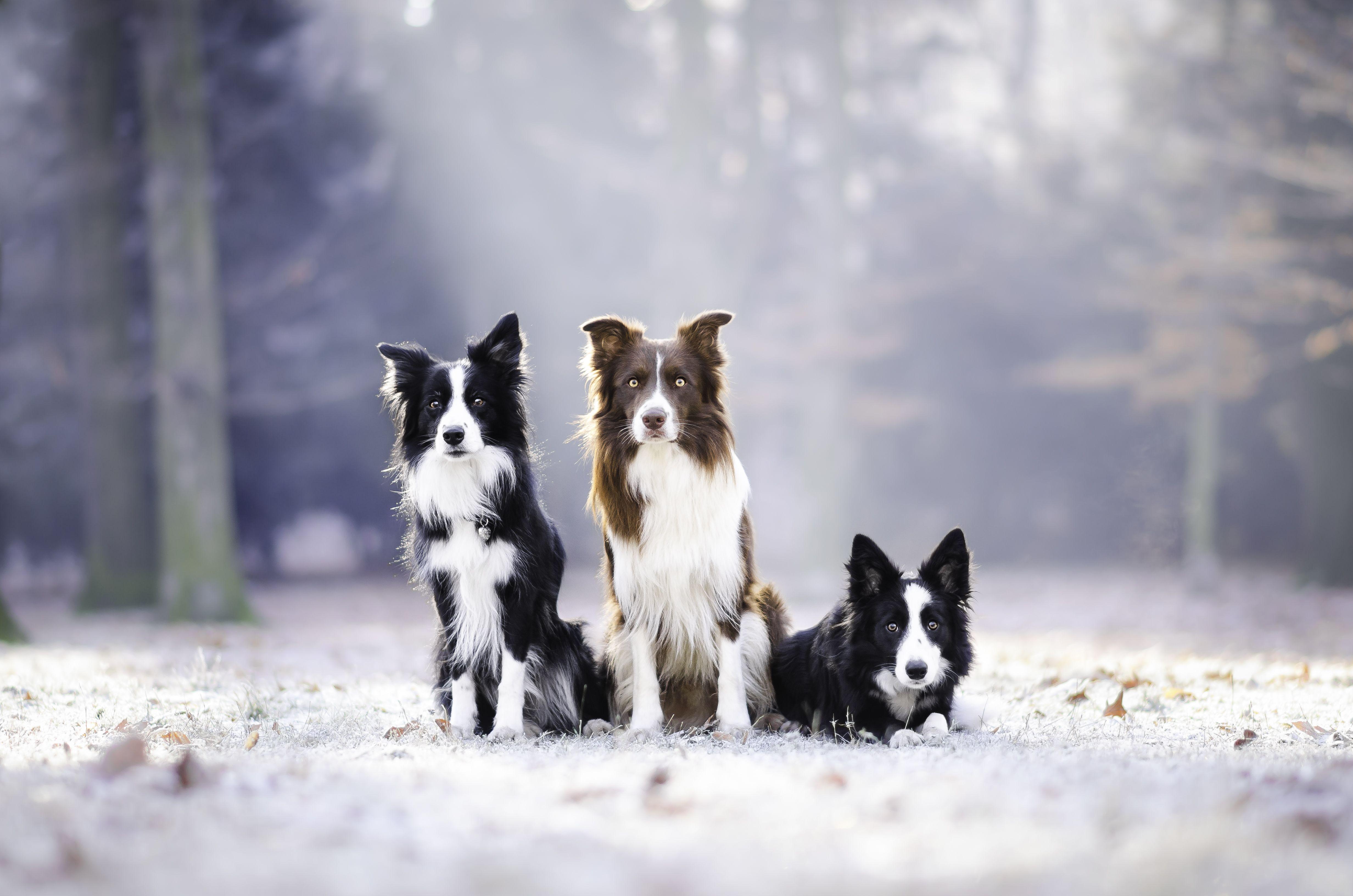 Border Collie Wallpapers - Top Free Border Collie Backgrounds ...