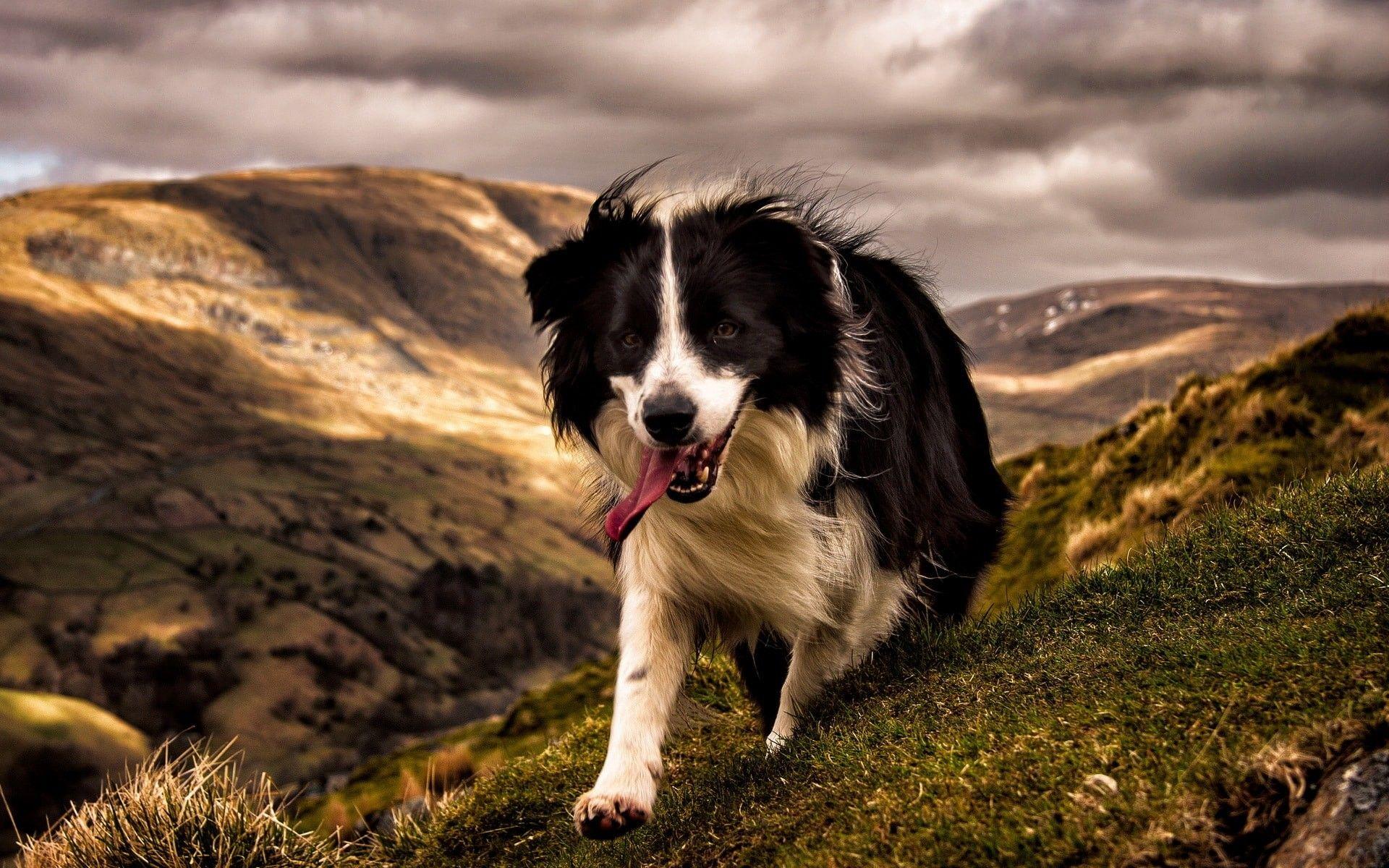 Border Collie Wallpapers - Top Free Border Collie Backgrounds ...