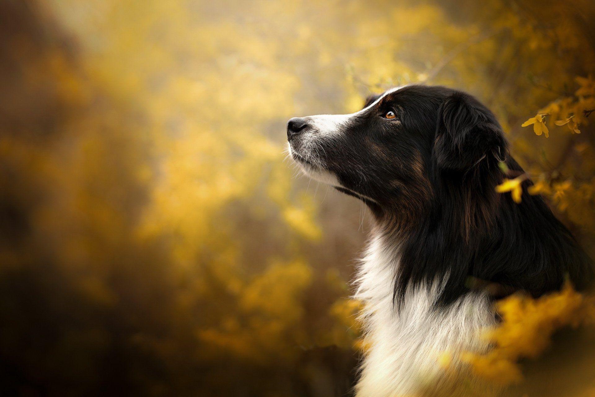 English Shepherd Wallpapers - Top Free English Shepherd Backgrounds ...