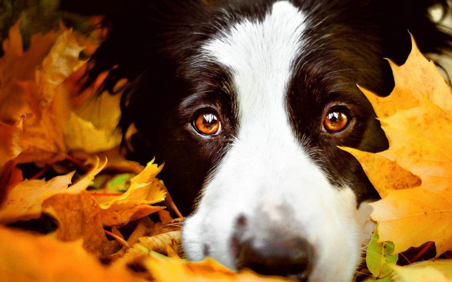Border Collie Wallpapers - Top Free Border Collie Backgrounds ...