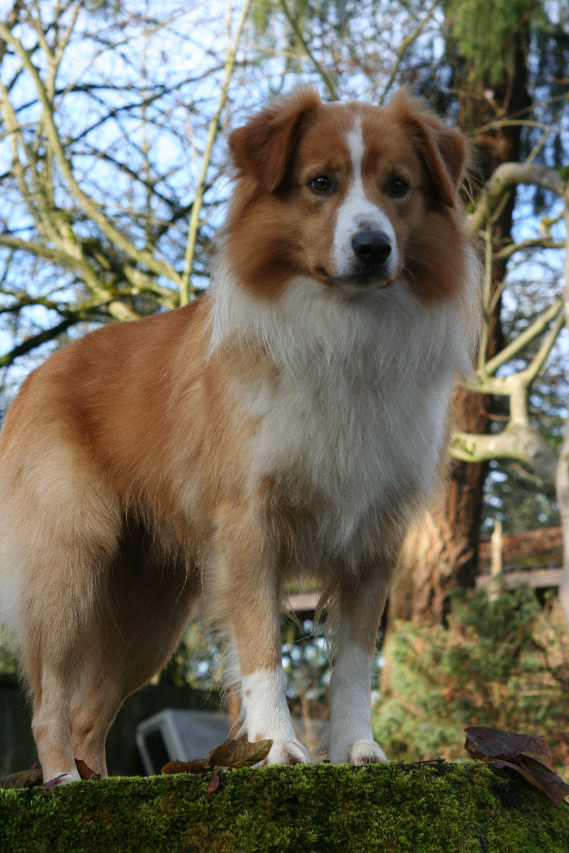 English Shepherd Wallpapers - Top Free English Shepherd Backgrounds ...