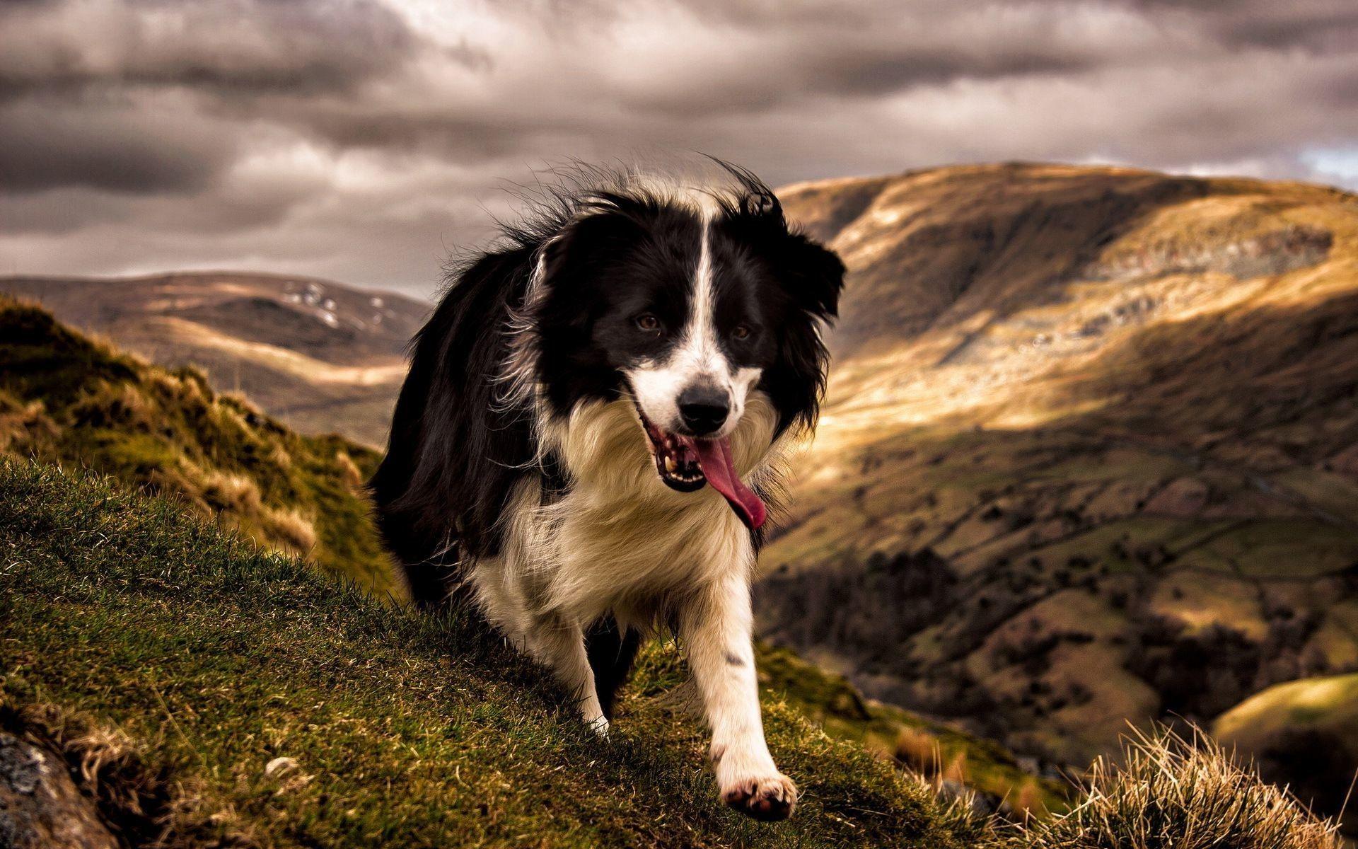 Border Collie Wallpapers - Top Free Border Collie Backgrounds ...