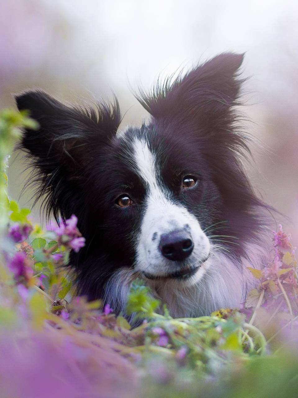 Border Collie Wallpapers - Top Free Border Collie Backgrounds ...