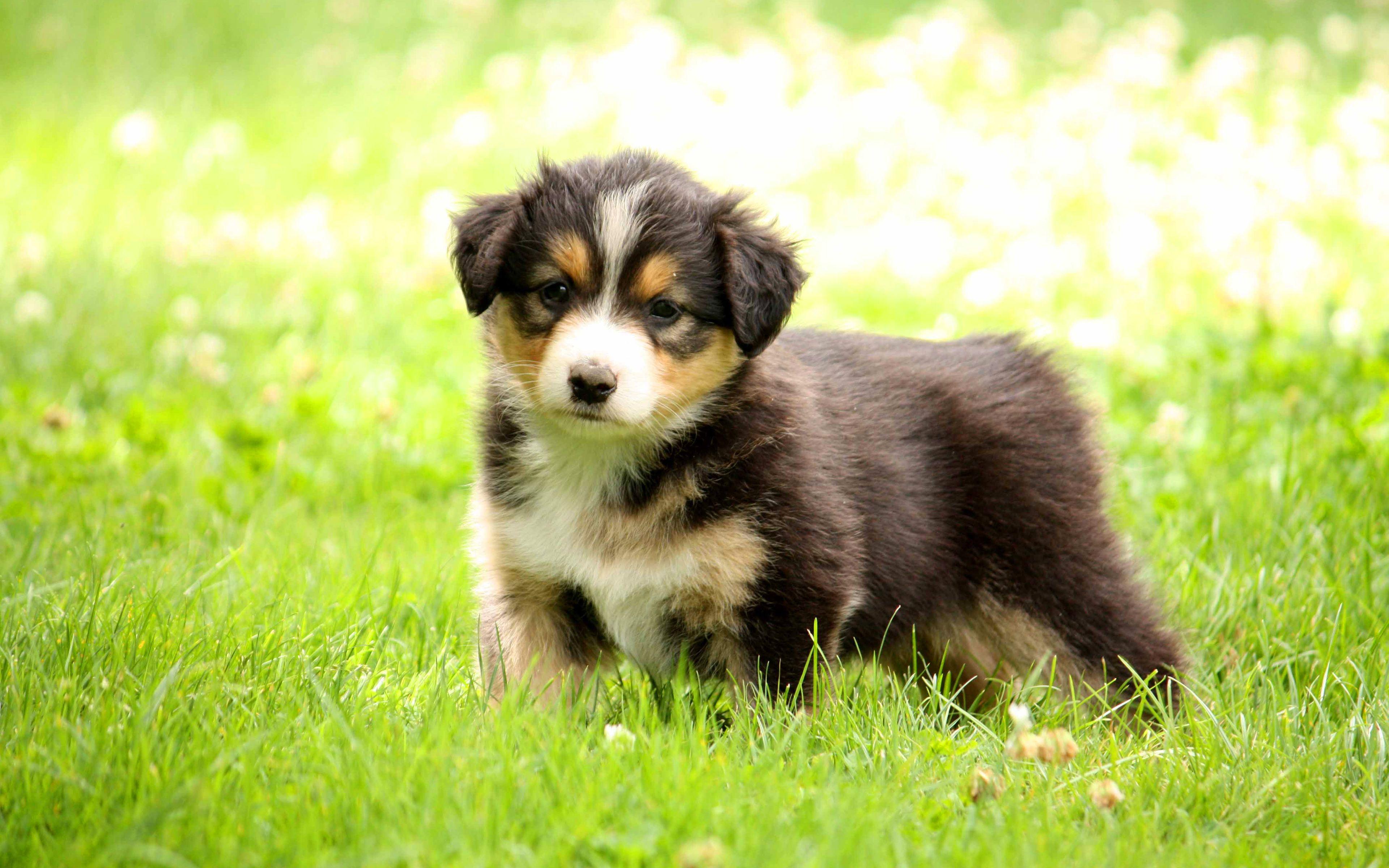 English Shepherd Wallpapers - Top Free English Shepherd Backgrounds ...