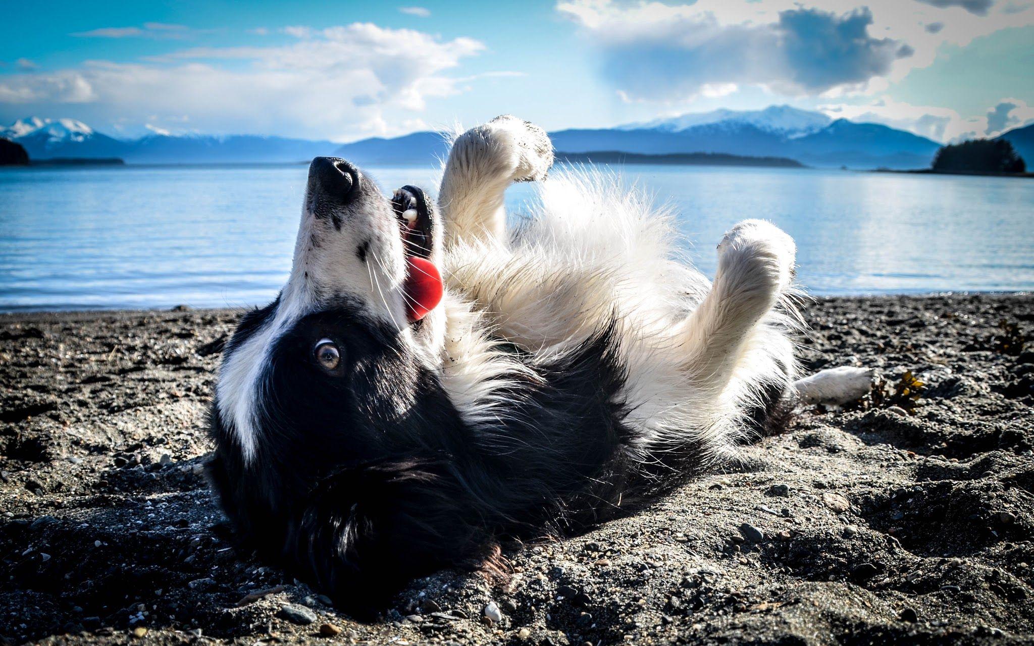 Border Collie Wallpapers - Top Free Border Collie Backgrounds ...