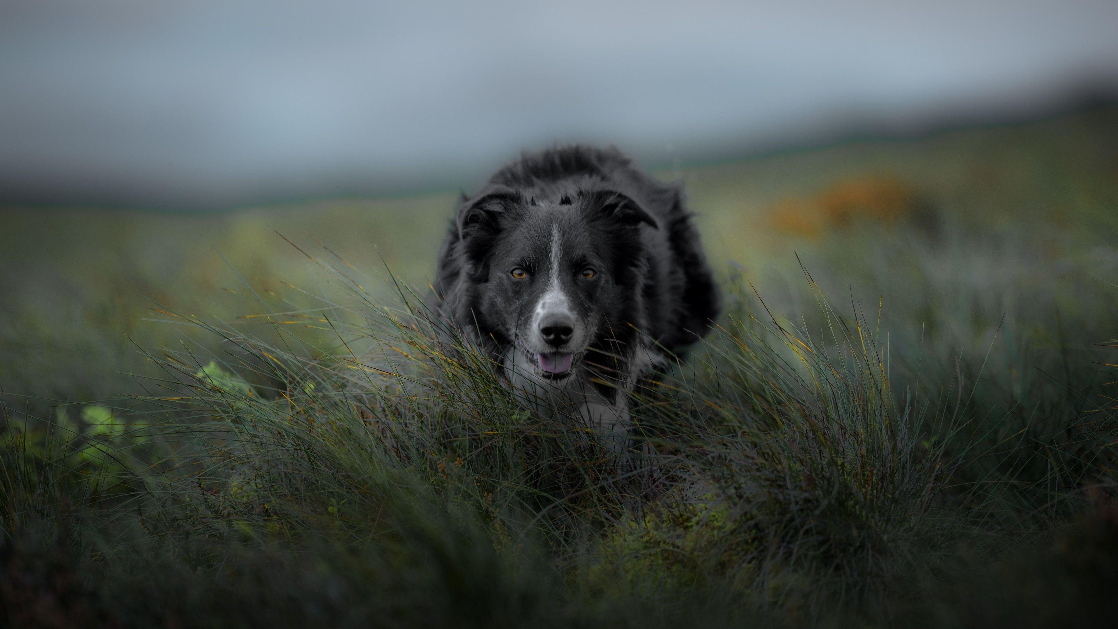 Border Collie Wallpapers - Top Free Border Collie Backgrounds ...
