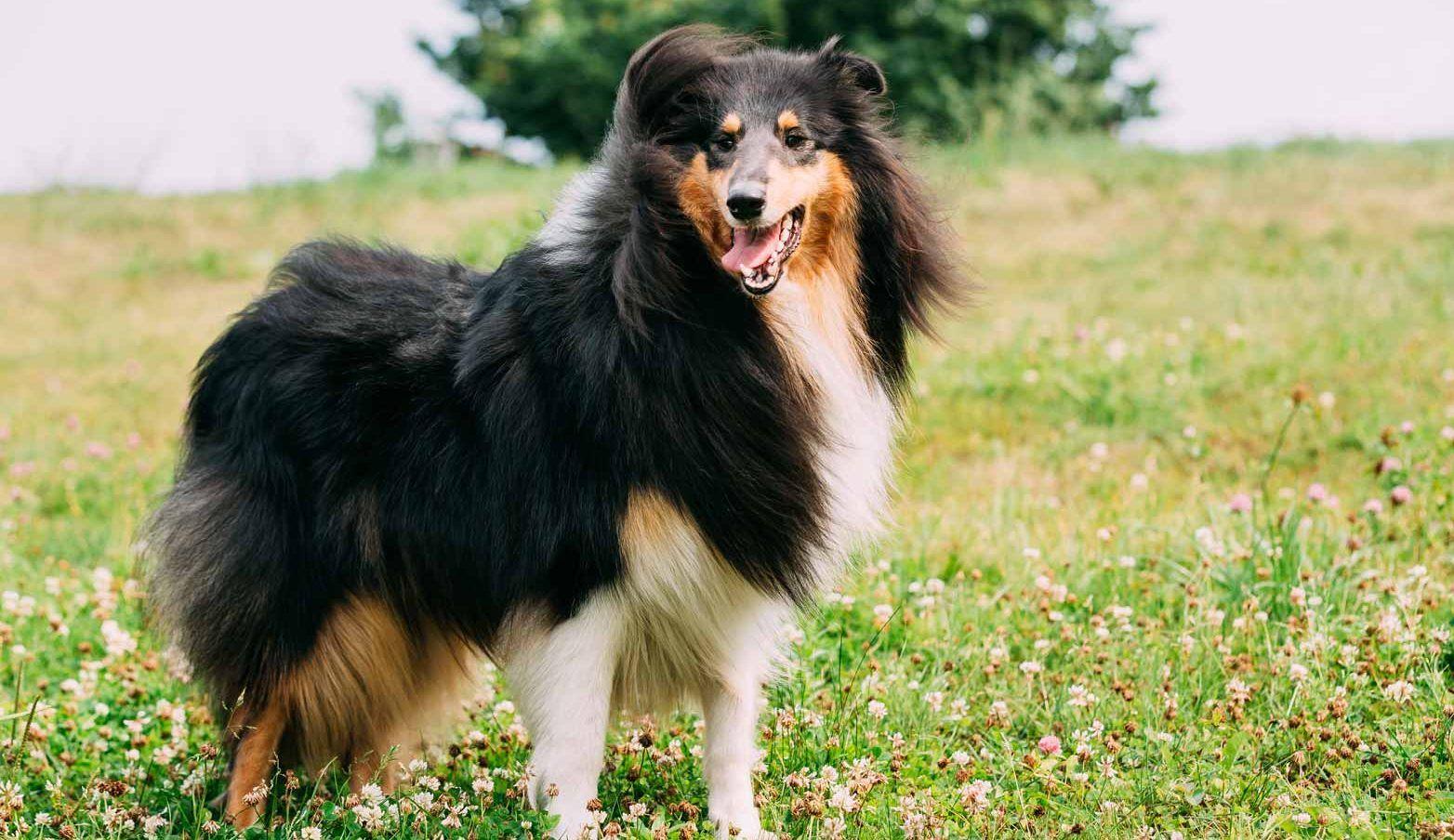 English Shepherd Wallpapers - Top Free English Shepherd Backgrounds ...