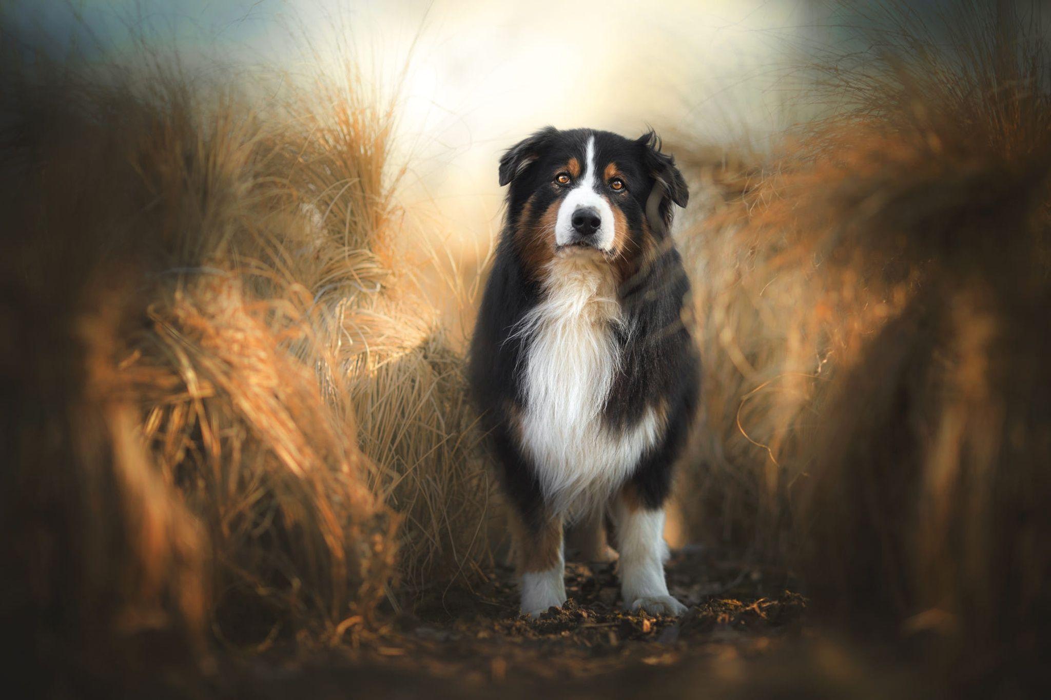 English Shepherd Wallpapers - Top Free English Shepherd Backgrounds ...