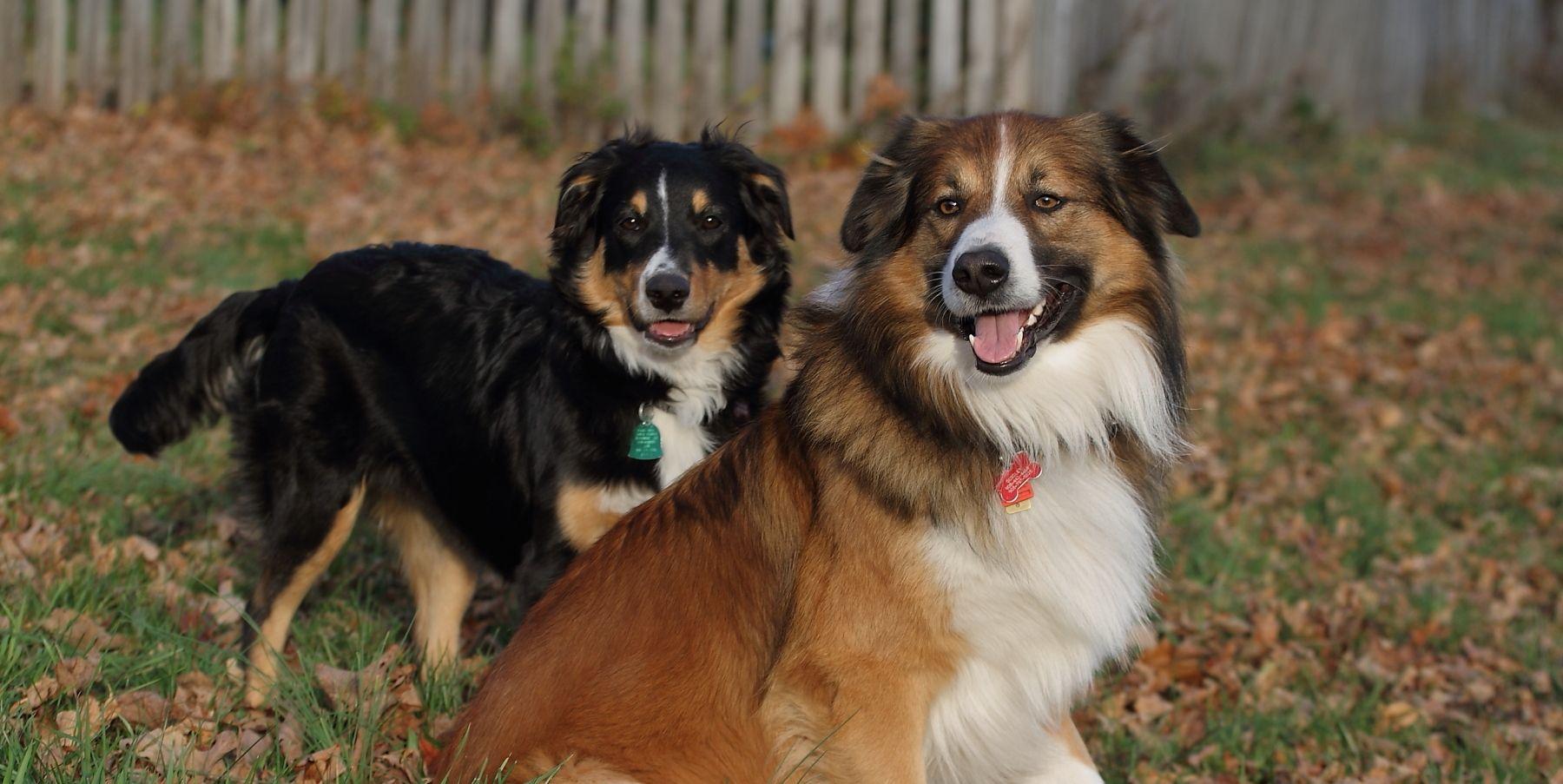 English Shepherd Wallpapers - Top Free English Shepherd Backgrounds ...