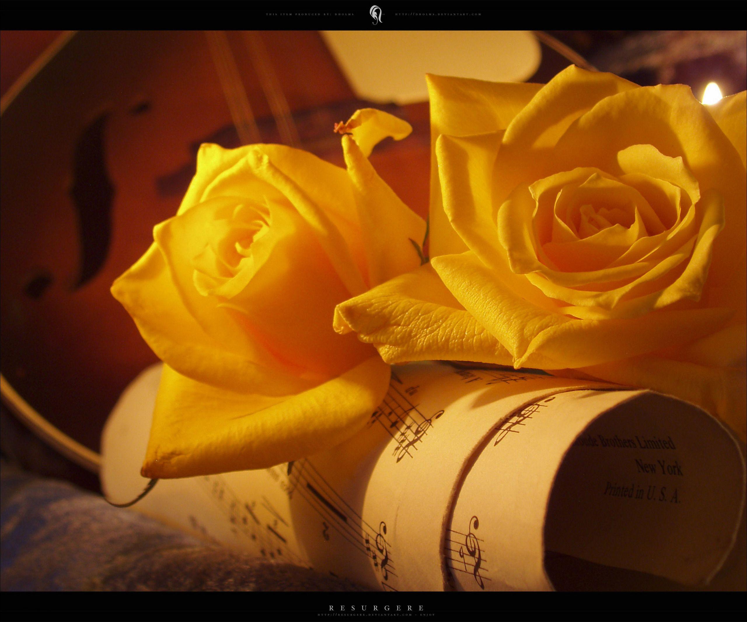 Golden Rose Wallpapers - Top Free Golden Rose Backgrounds - WallpaperAccess