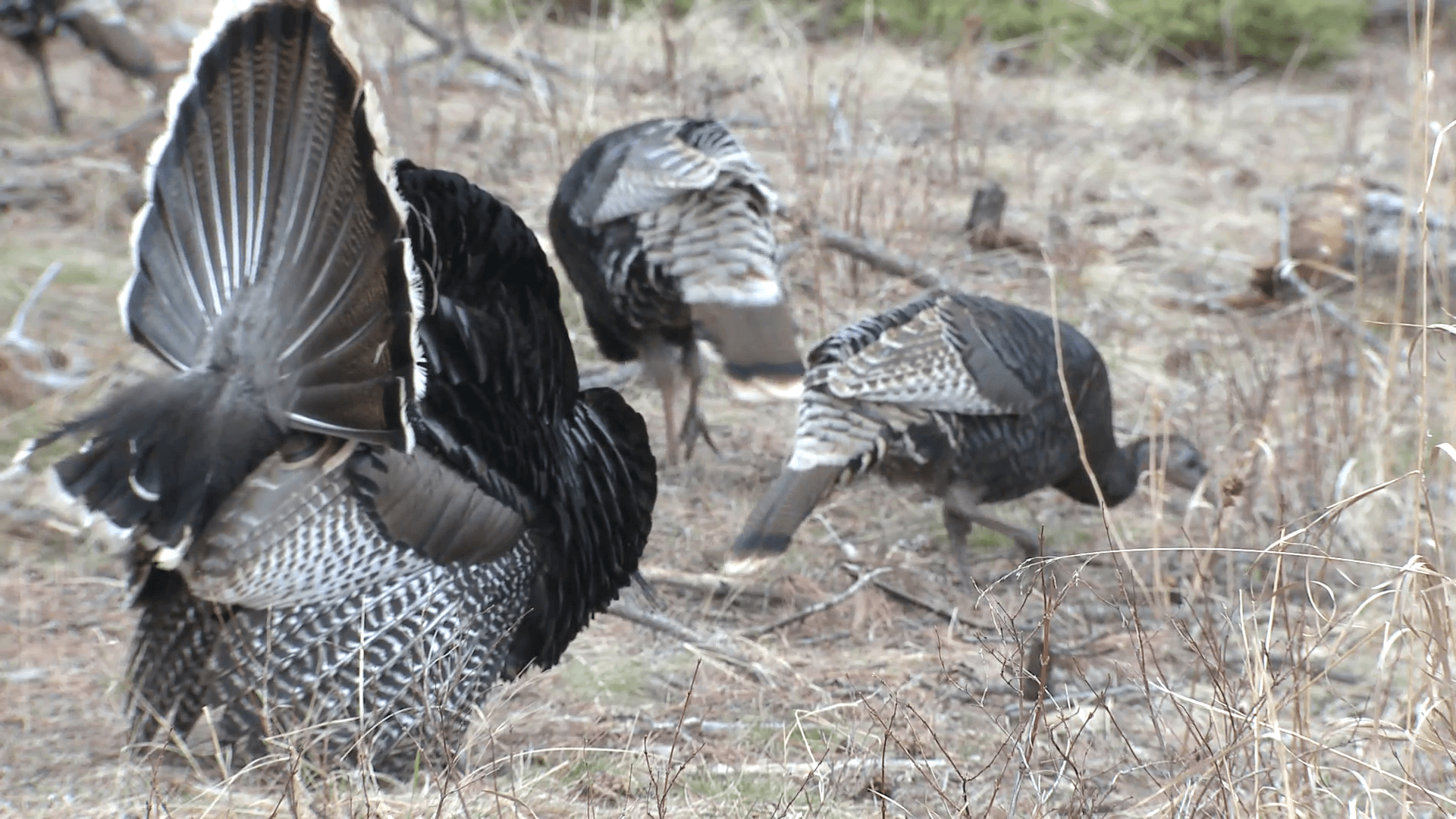 Gobbling Turkey Wallpapers - Top Free Gobbling Turkey Backgrounds ...