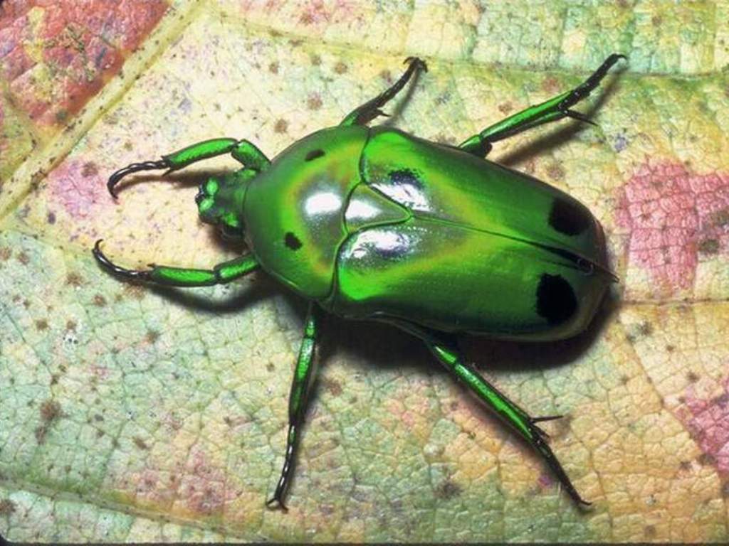 Bugs Wallpapers - Top Free Bugs Backgrounds - WallpaperAccess