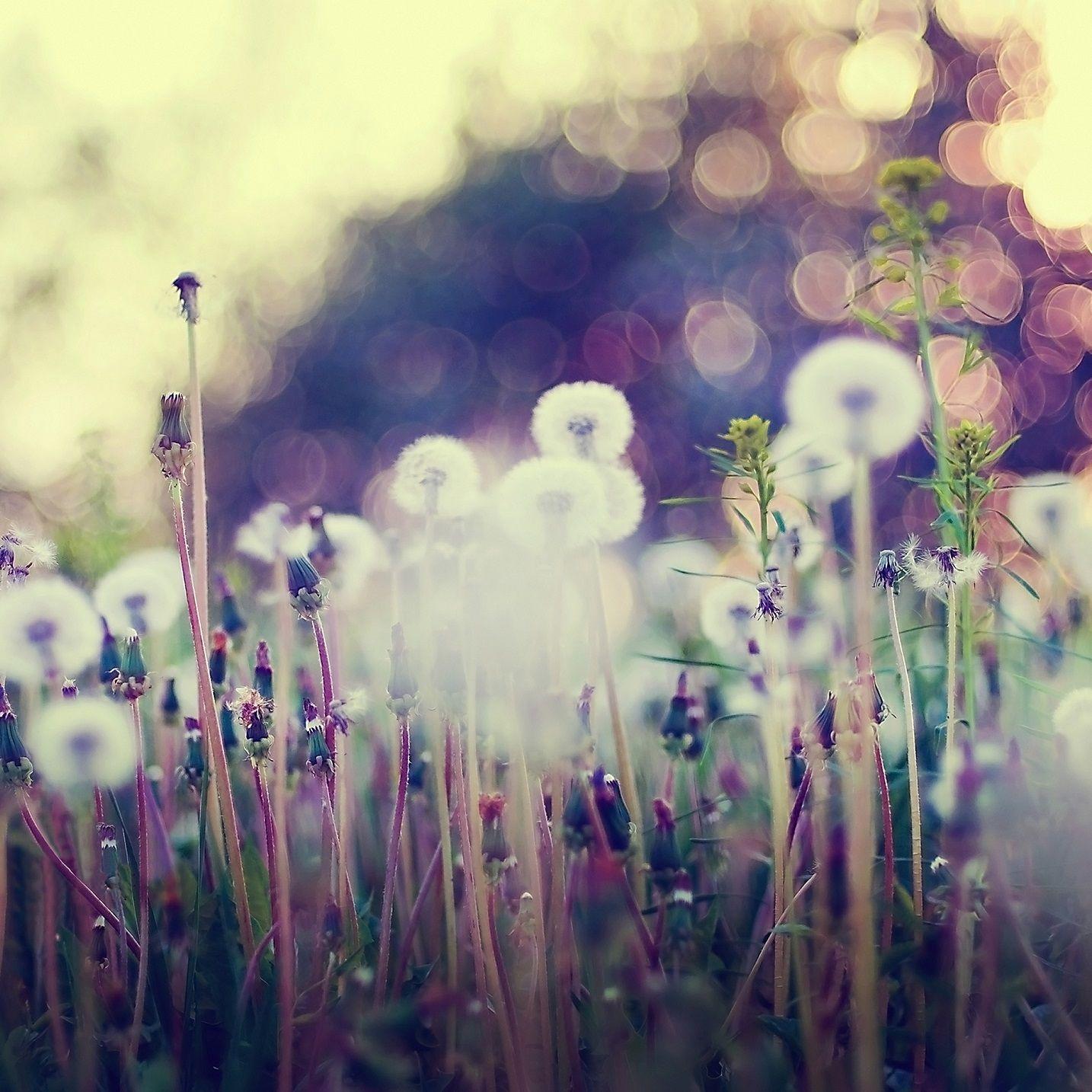 We Heart It Wallpapers - Top Free We Heart It Backgrounds - WallpaperAccess