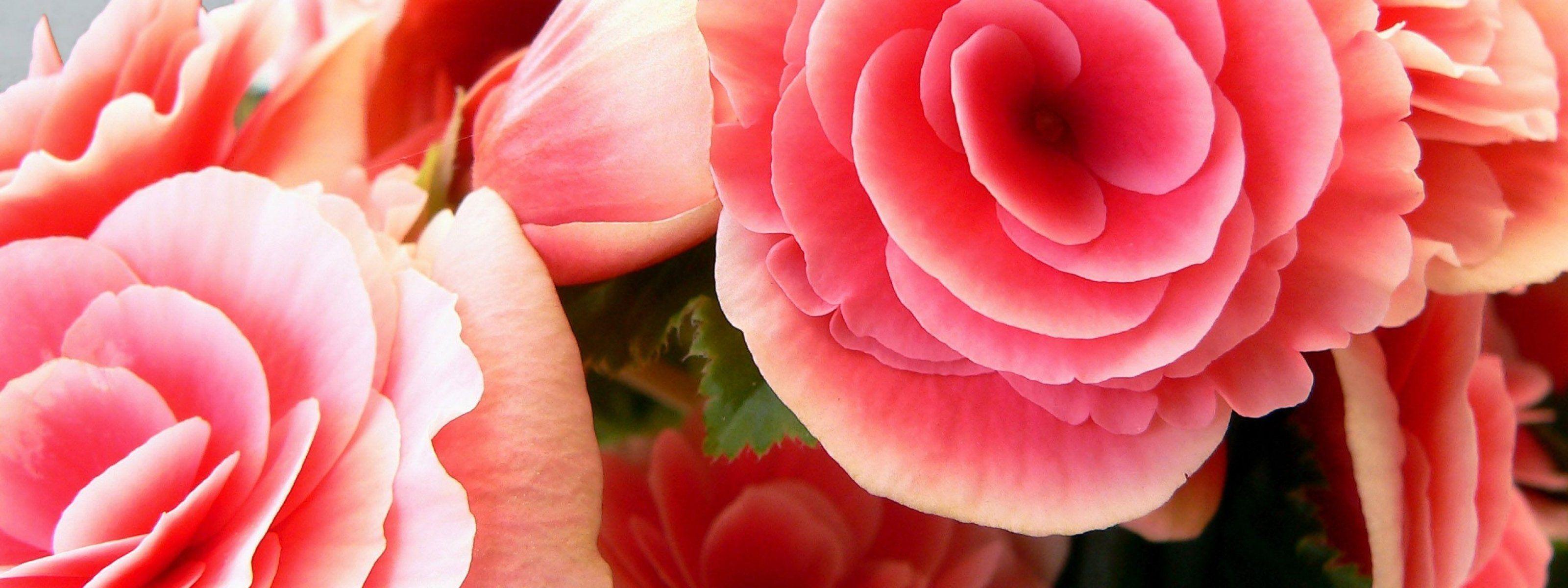 Flowers Dual Screen Wallpapers - Top Free Flowers Dual Screen ...