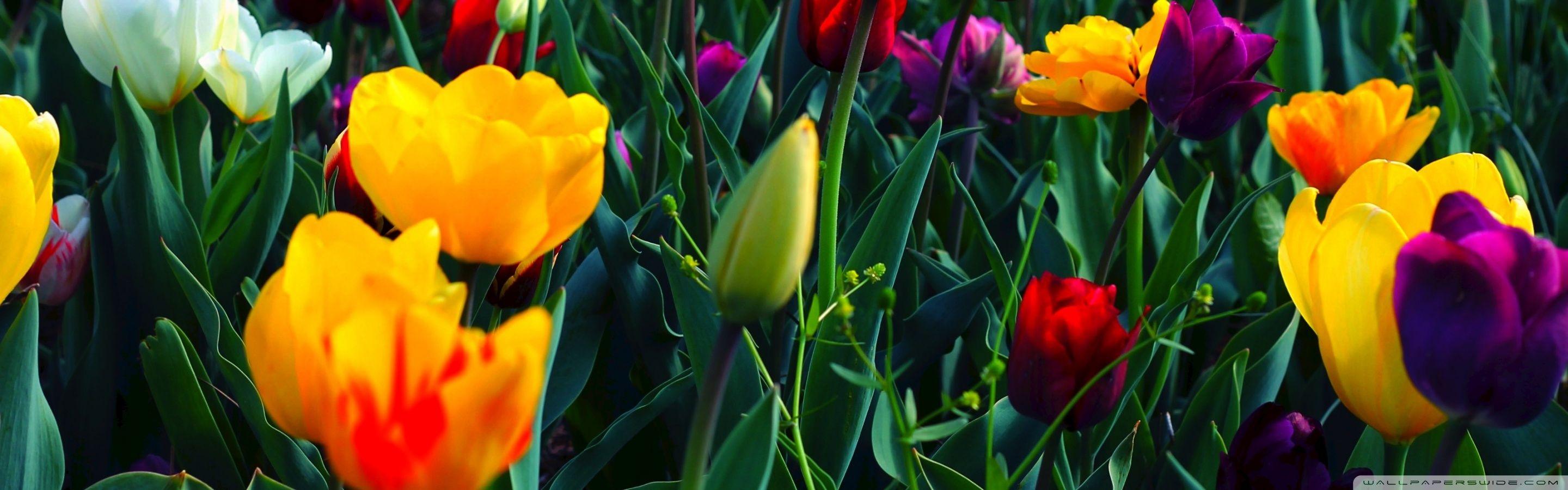 Flowers Dual Screen Wallpapers - Top Free Flowers Dual Screen ...