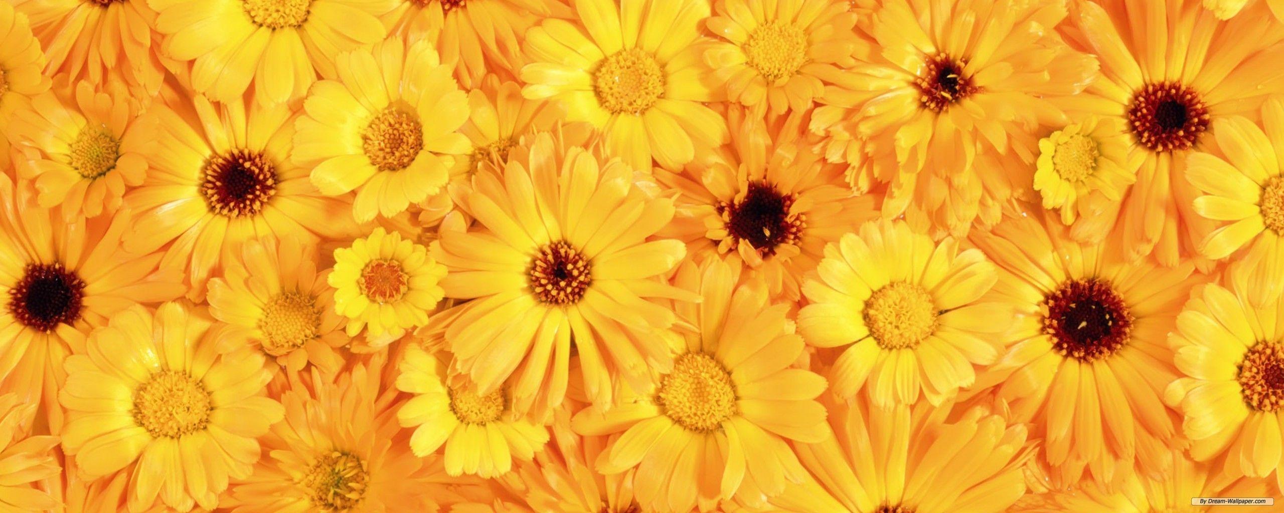 Flowers Dual Screen Wallpapers - Top Free Flowers Dual Screen ...