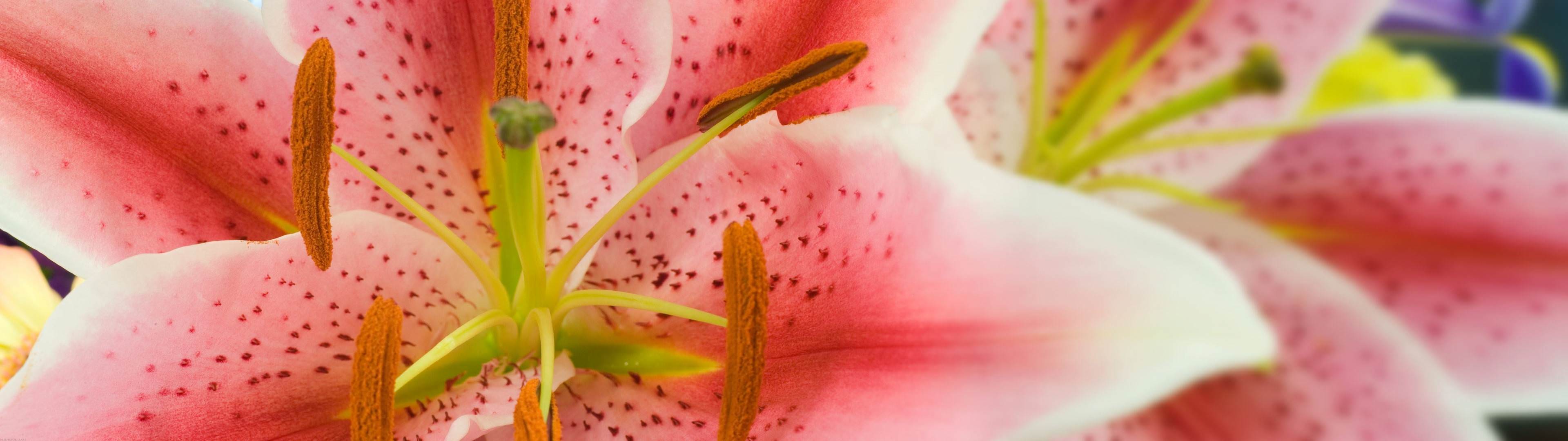 Flower Dual Screen Wallpapers - Top Free Flower Dual Screen Backgrounds ...