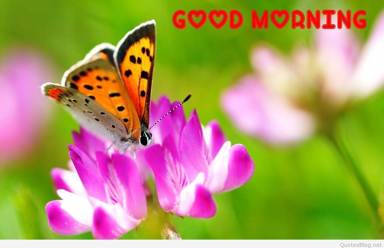Morning Wallpapers - Top Free Morning Backgrounds - WallpaperAccess