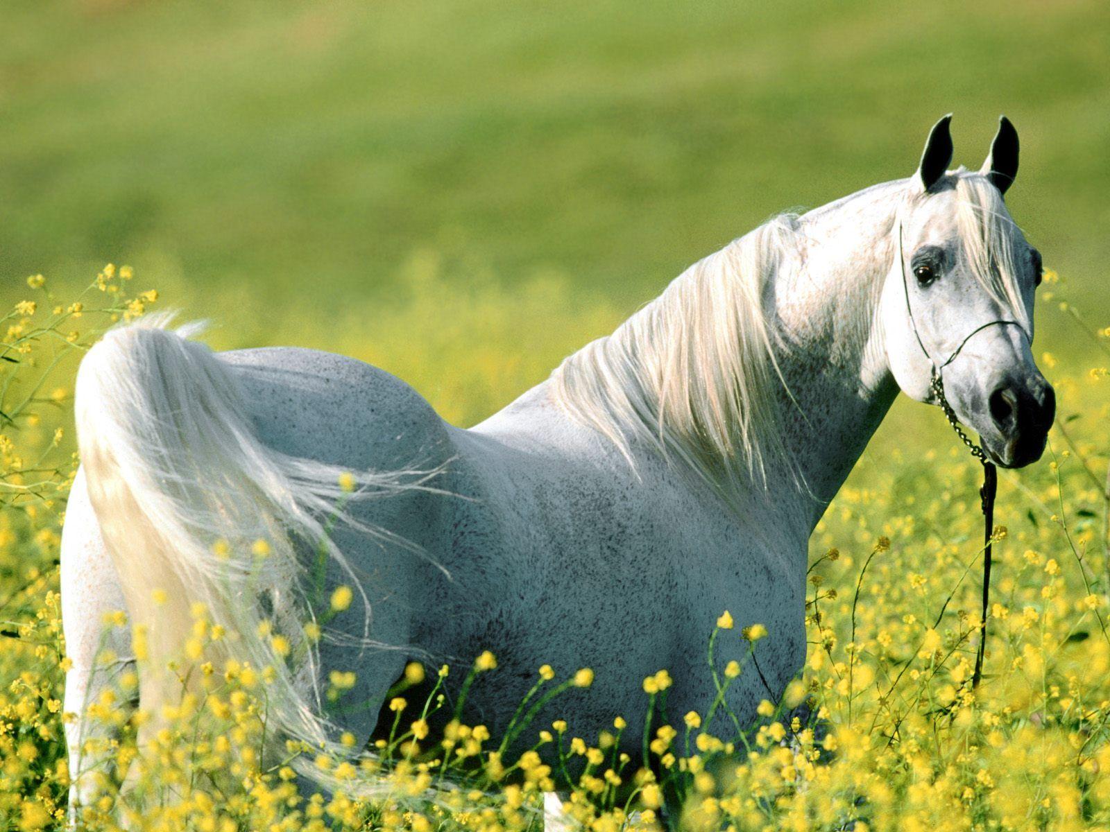 Spring Horse Wallpapers - Top Free Spring Horse Backgrounds ...