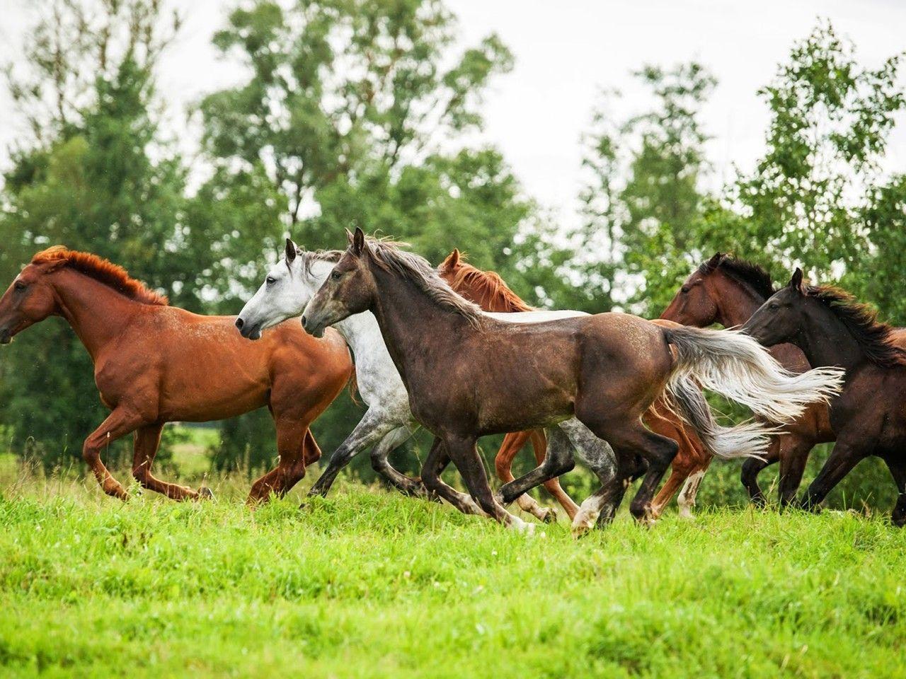 Wild Horses Desktop Wallpapers - Top Free Wild Horses Desktop ...