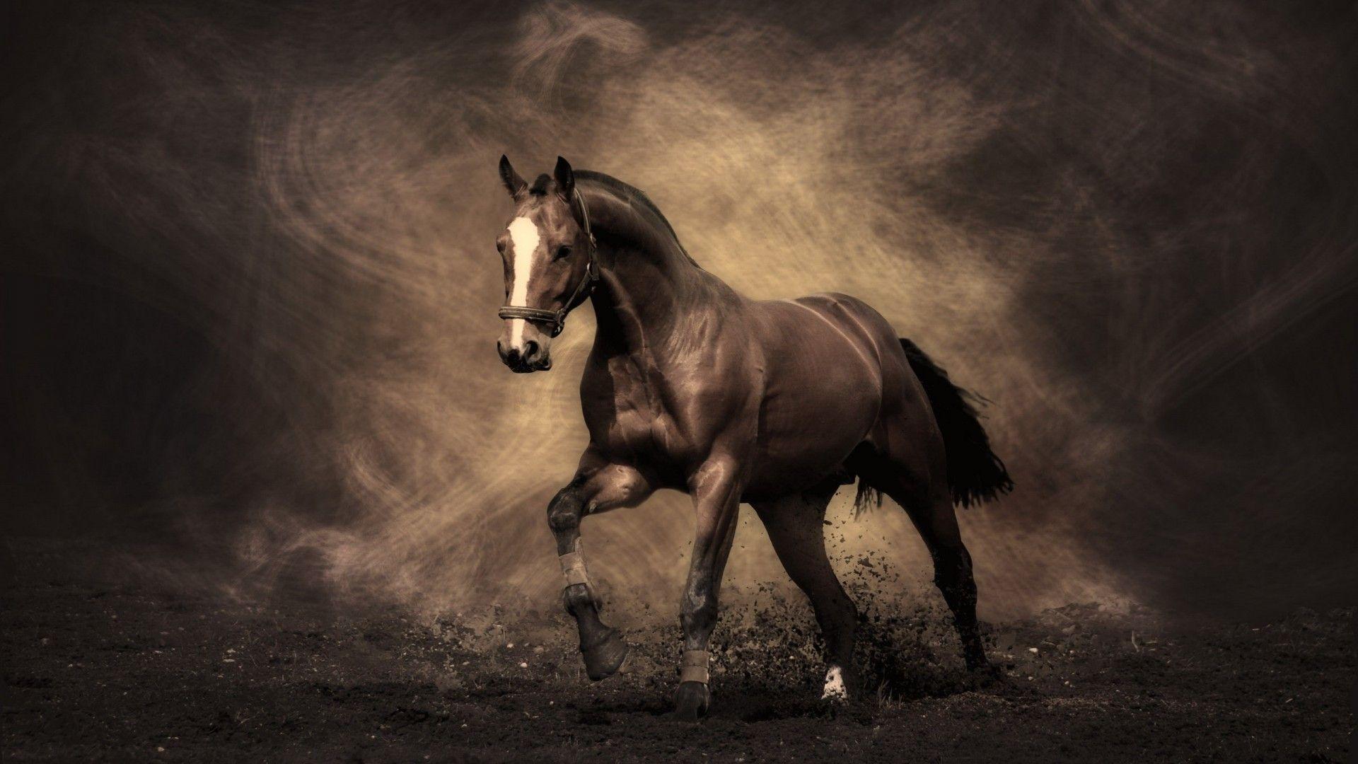 Wild Horses Desktop Wallpapers - Top Free Wild Horses Desktop ...