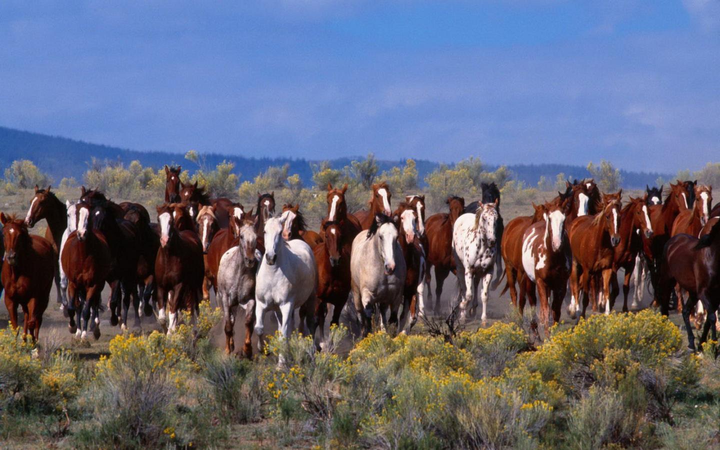 Wild Horses Desktop Wallpapers - Top Free Wild Horses Desktop ...