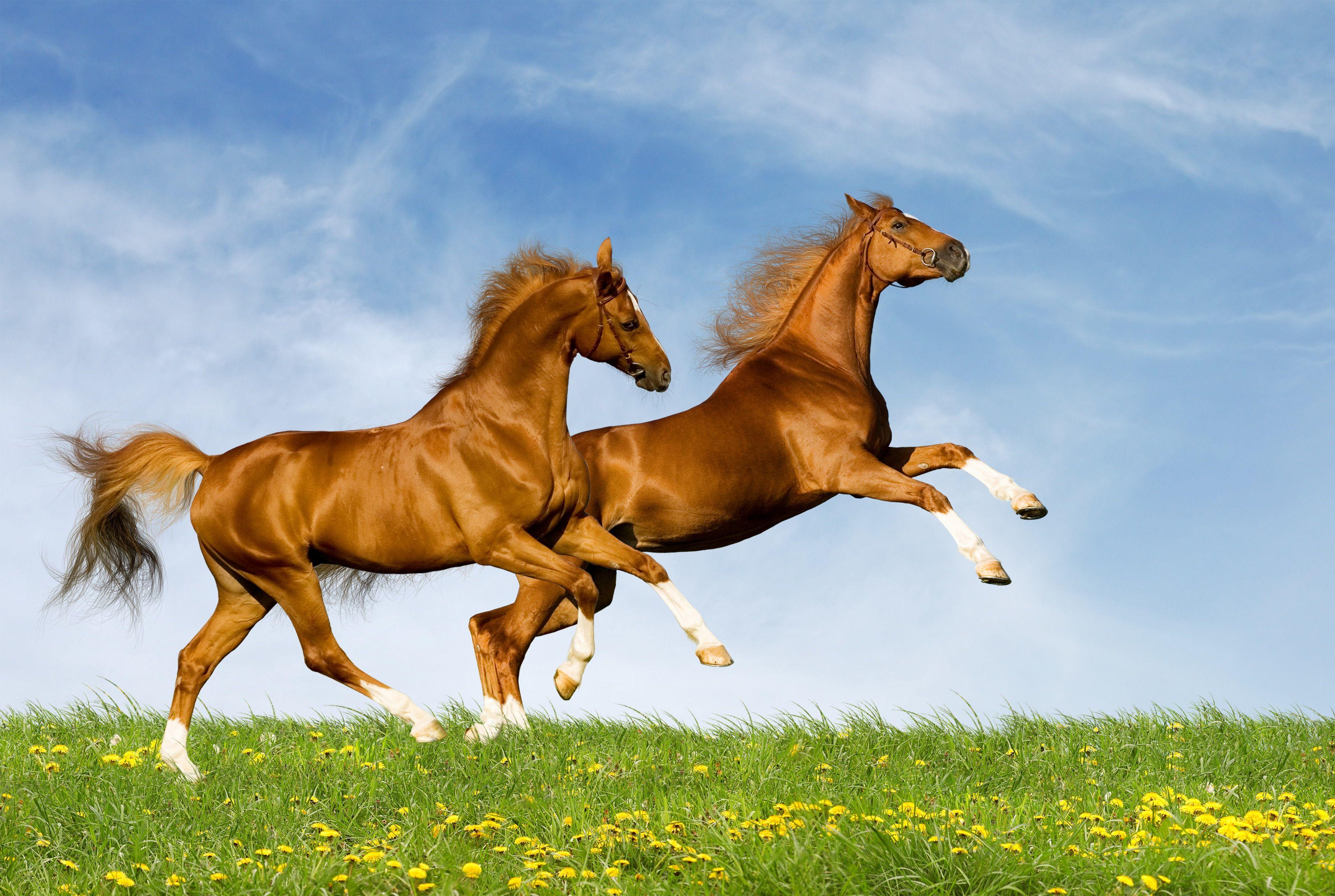 Wild Horses Desktop Wallpapers - Top Free Wild Horses Desktop ...
