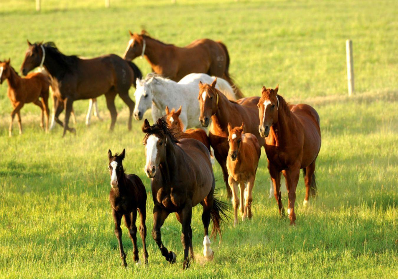 Spring Horse Wallpapers - Top Free Spring Horse Backgrounds ...