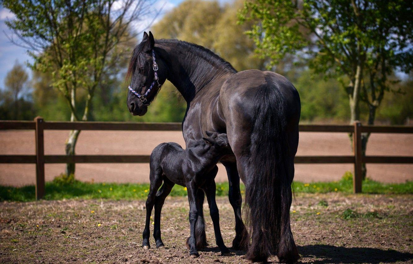 Spring Horse Wallpapers - Top Free Spring Horse Backgrounds ...