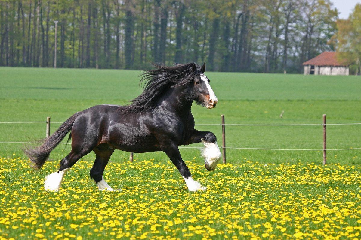 Spring Horse Wallpapers - Top Free Spring Horse Backgrounds ...