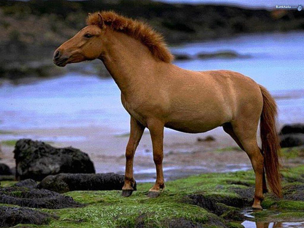 Wild Horses Desktop Wallpapers - Top Free Wild Horses Desktop ...