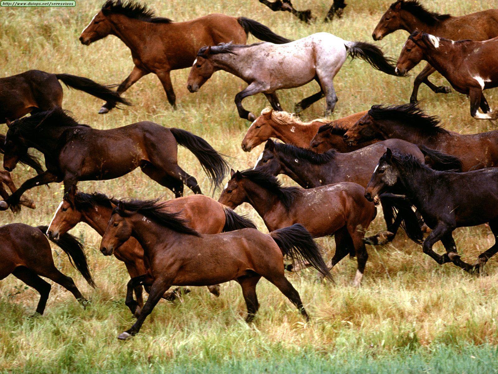Wild Horses Desktop Wallpapers - Top Free Wild Horses Desktop ...