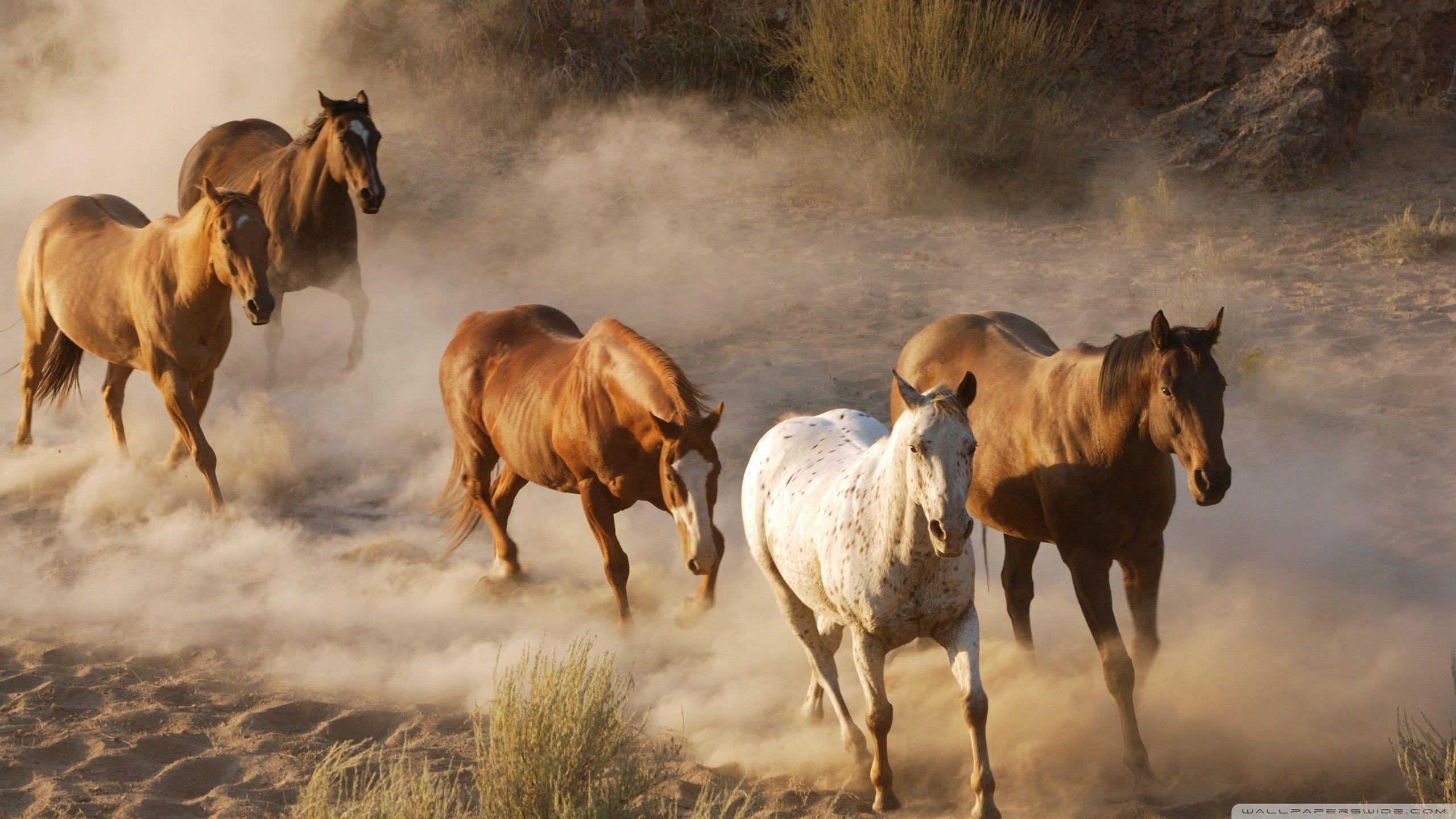 Wild Horses Desktop Wallpapers - Top Free Wild Horses Desktop ...