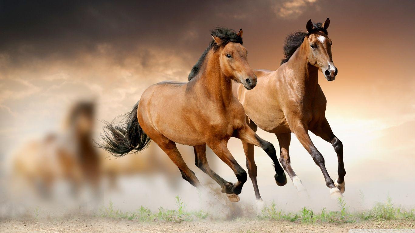 Wild Horses Desktop Wallpapers - Top Free Wild Horses Desktop ...