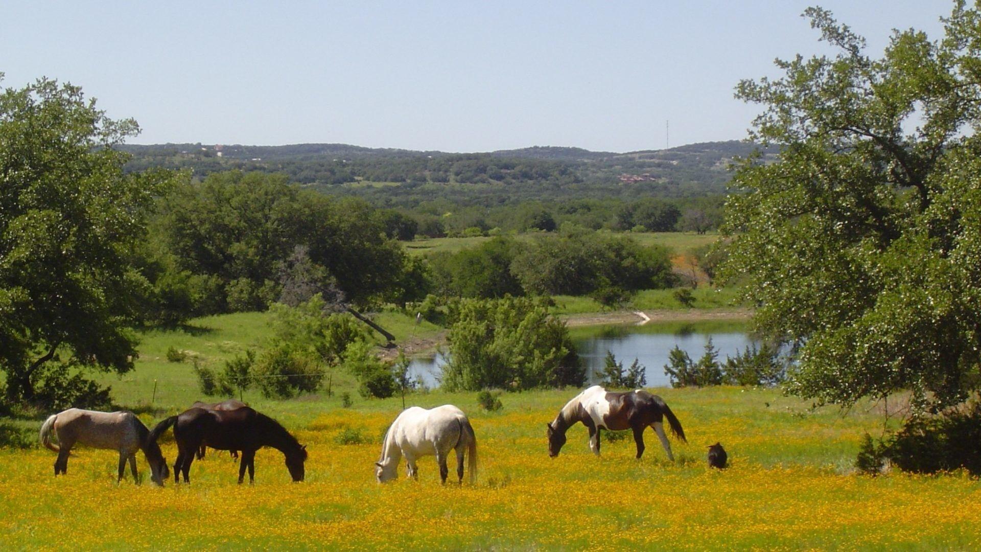 Spring Horse Wallpapers - Top Free Spring Horse Backgrounds ...