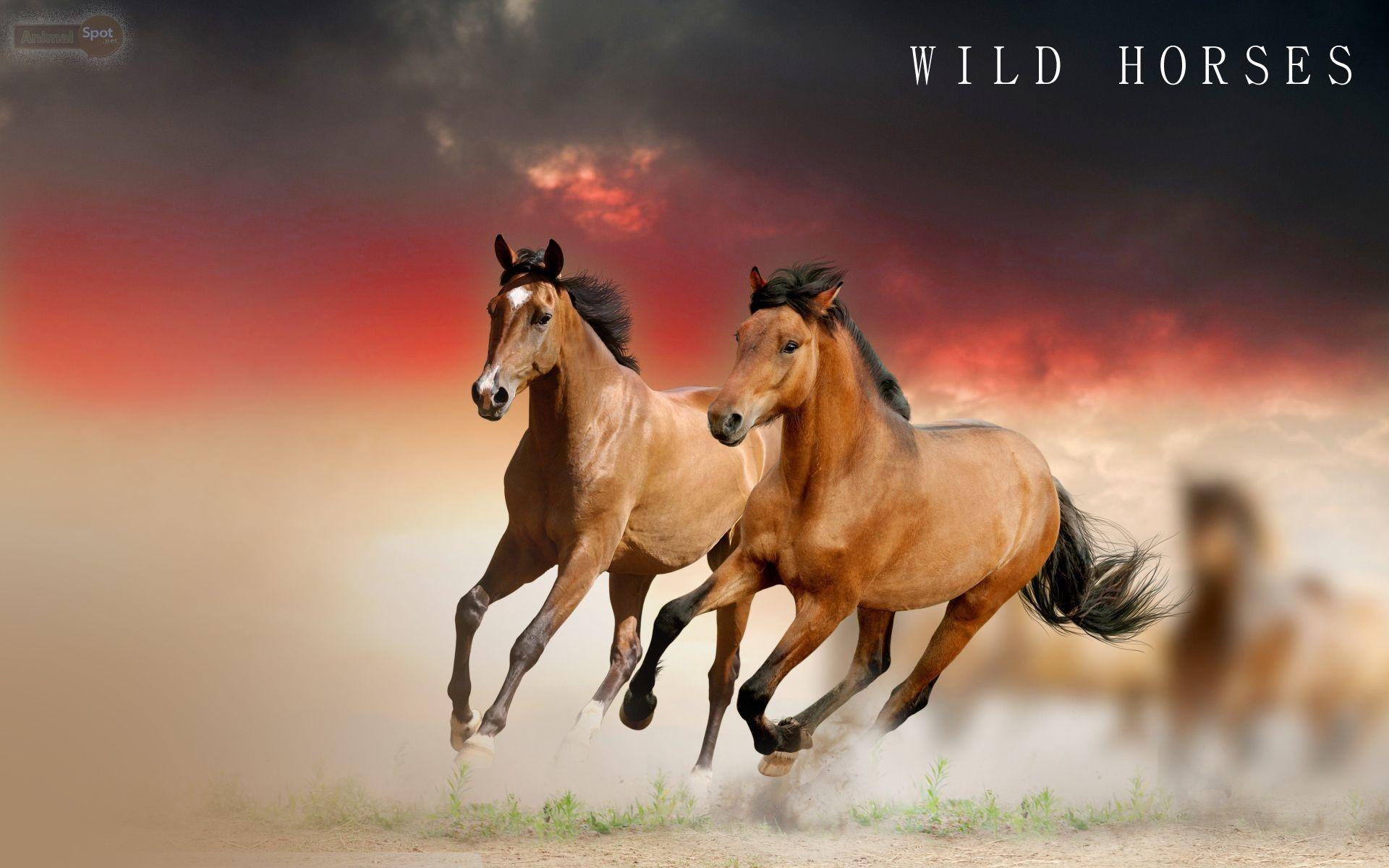 Wild Horses Desktop Wallpapers - Top Free Wild Horses Desktop ...