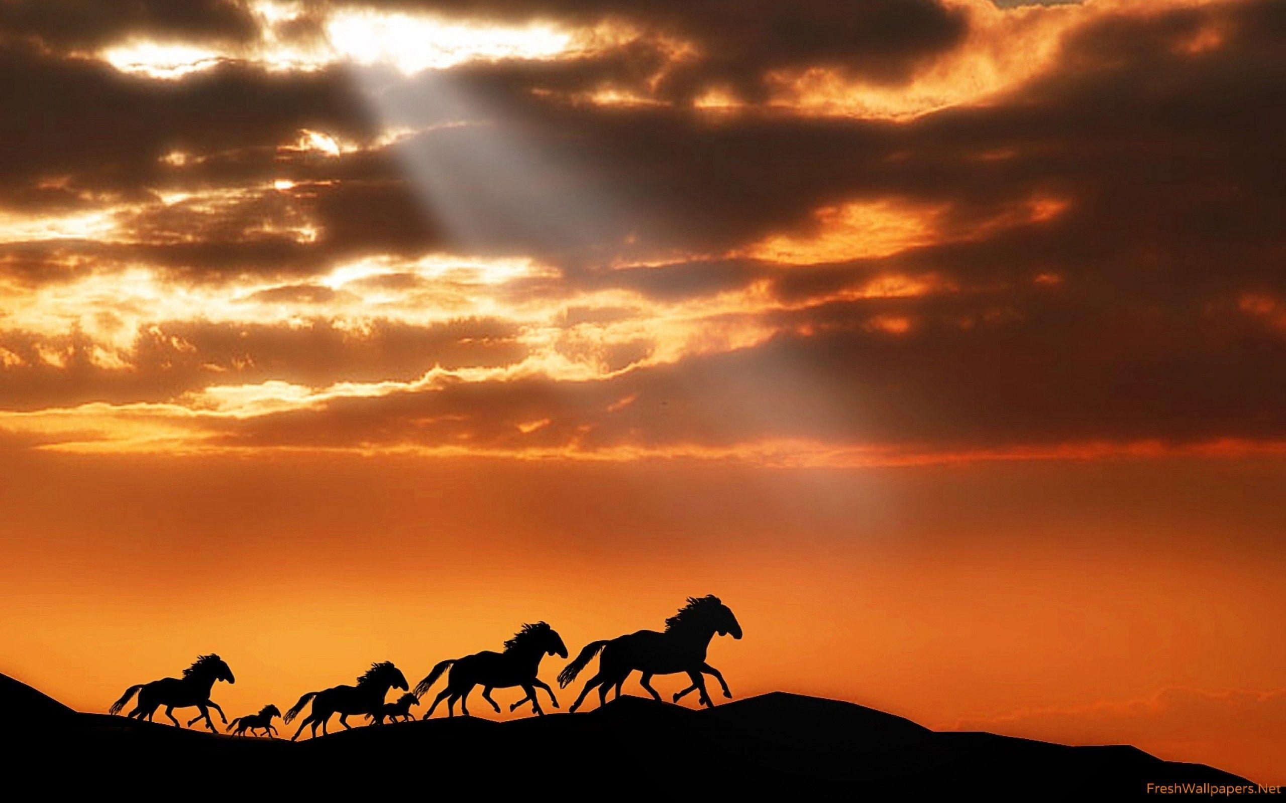 Wild Horses Desktop Wallpapers - Top Free Wild Horses Desktop ...
