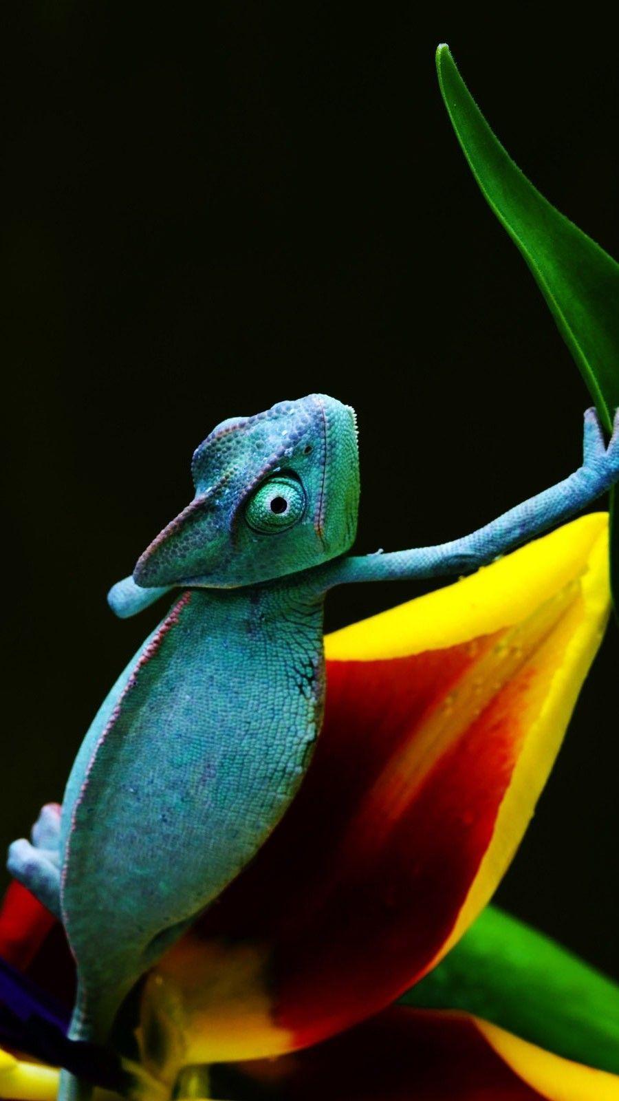 Chameleon Phone Wallpapers - Top Free Chameleon Phone Backgrounds ...