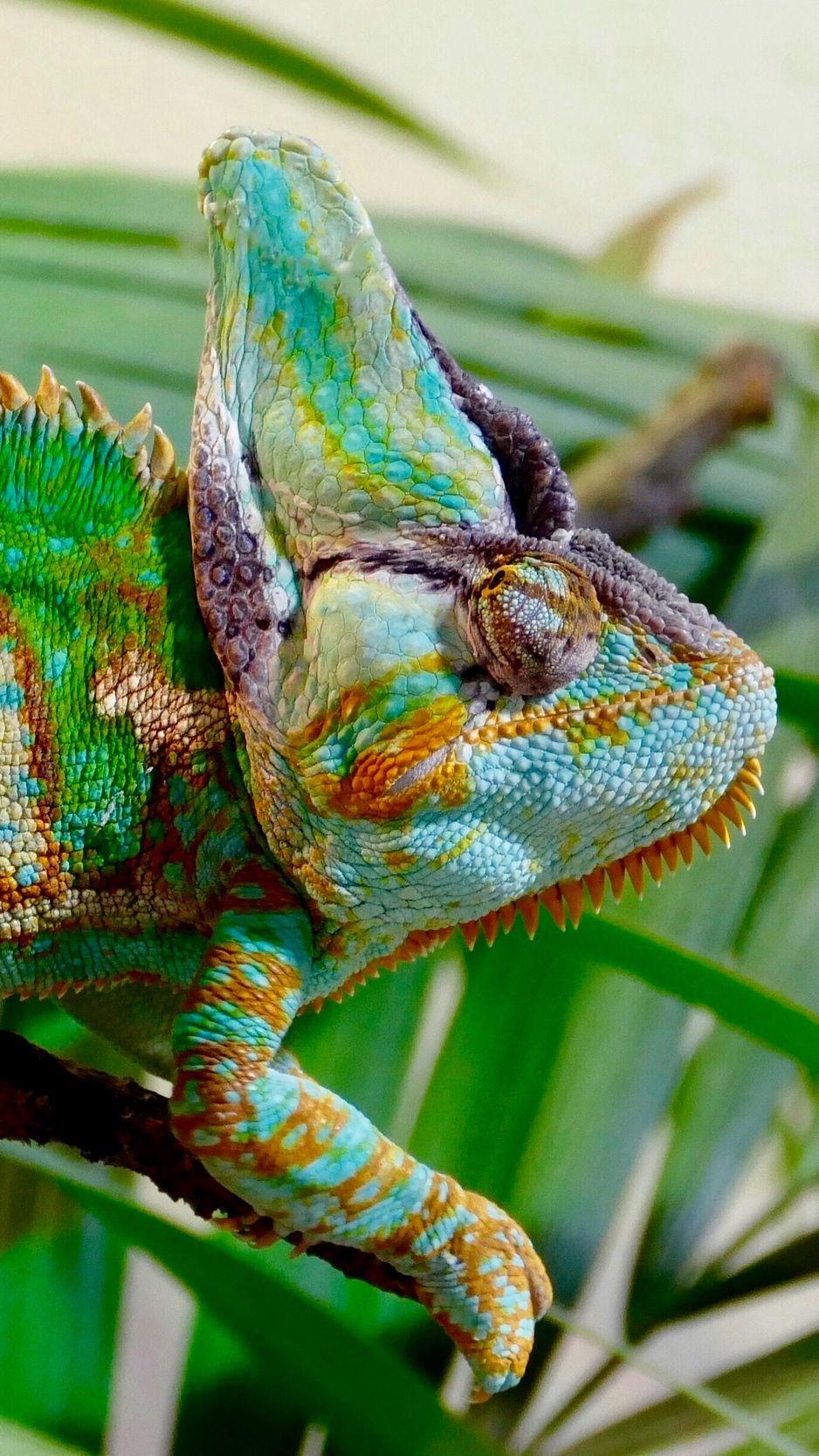 Chameleon Phone Wallpapers - Top Free Chameleon Phone Backgrounds ...