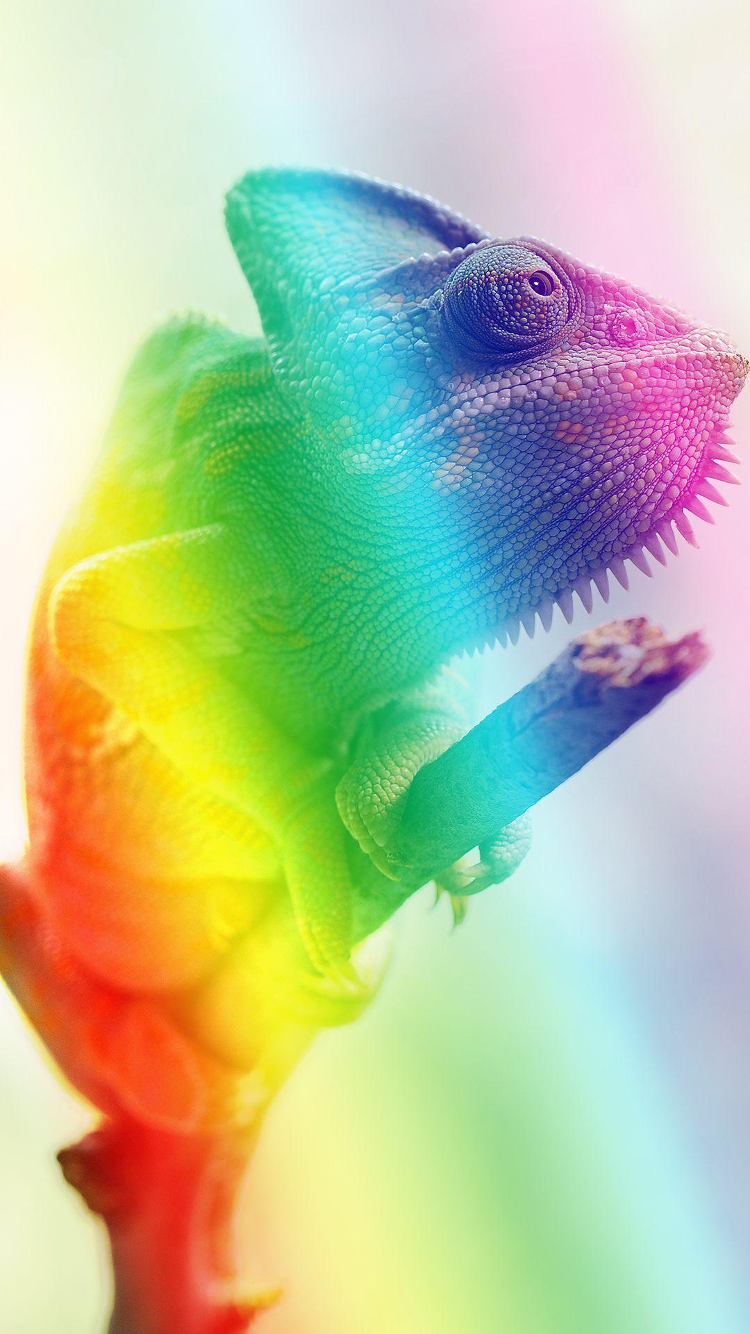 Chameleon Phone Wallpapers - Top Free Chameleon Phone Backgrounds ...