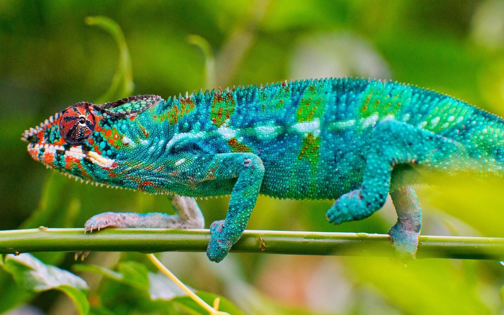 Blue Lizard Wallpapers - Top Free Blue Lizard Backgrounds - WallpaperAccess