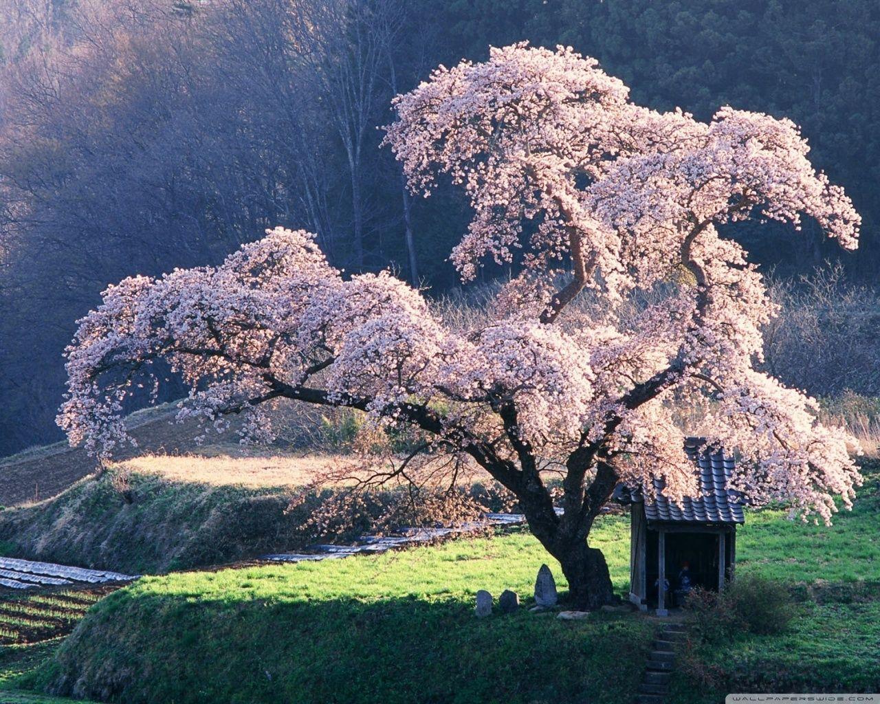 Japanese Landscape Wallpapers - Top Free Japanese Landscape Backgrounds ...