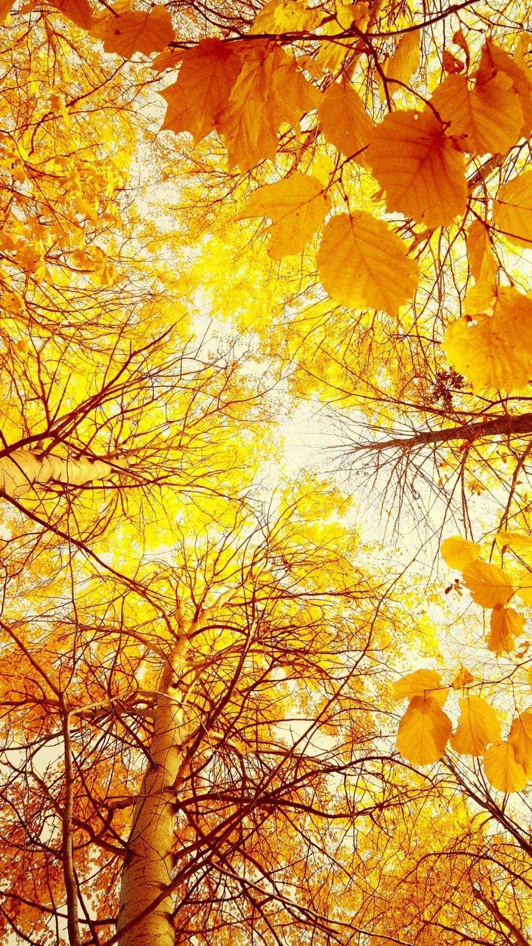 Yellow iPhone 6 Plus Wallpapers - Top Free Yellow iPhone 6 Plus ...