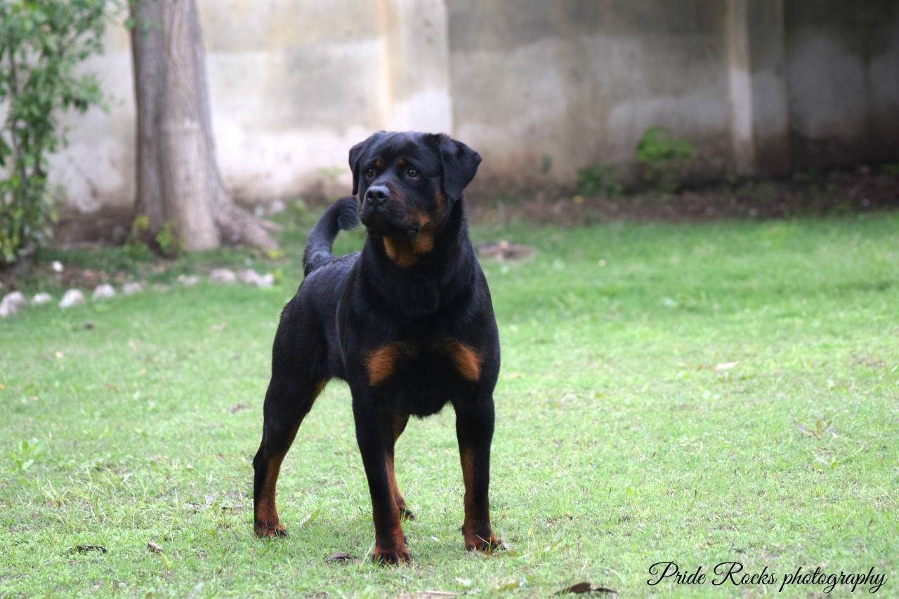HD Rottweiler Wallpapers - Top Free HD Rottweiler Backgrounds ...