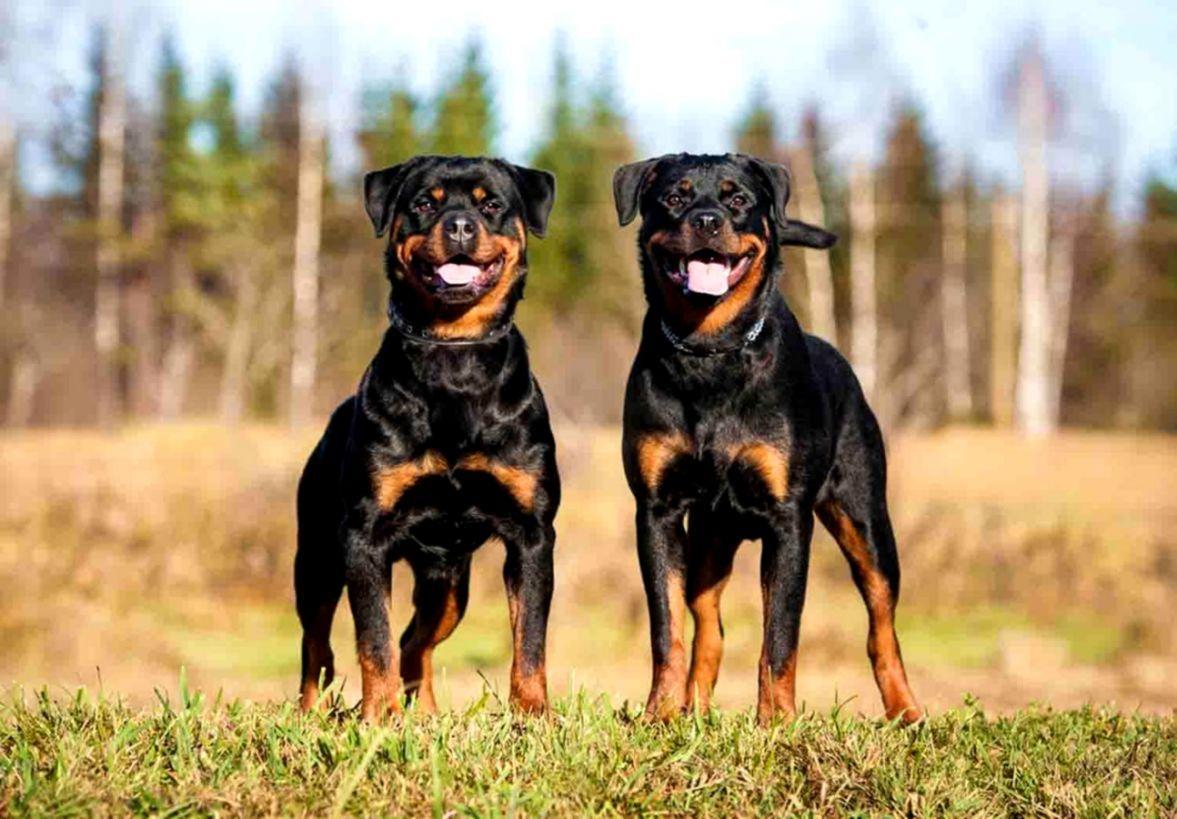 HD Rottweiler Wallpapers - Top Free HD Rottweiler Backgrounds ...