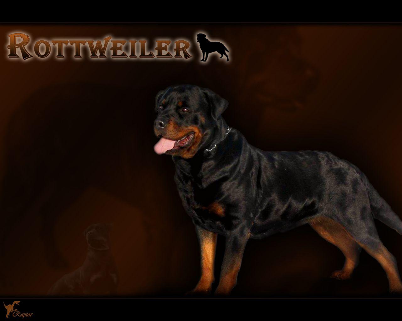 HD Rottweiler Wallpapers - Top Free HD Rottweiler Backgrounds ...