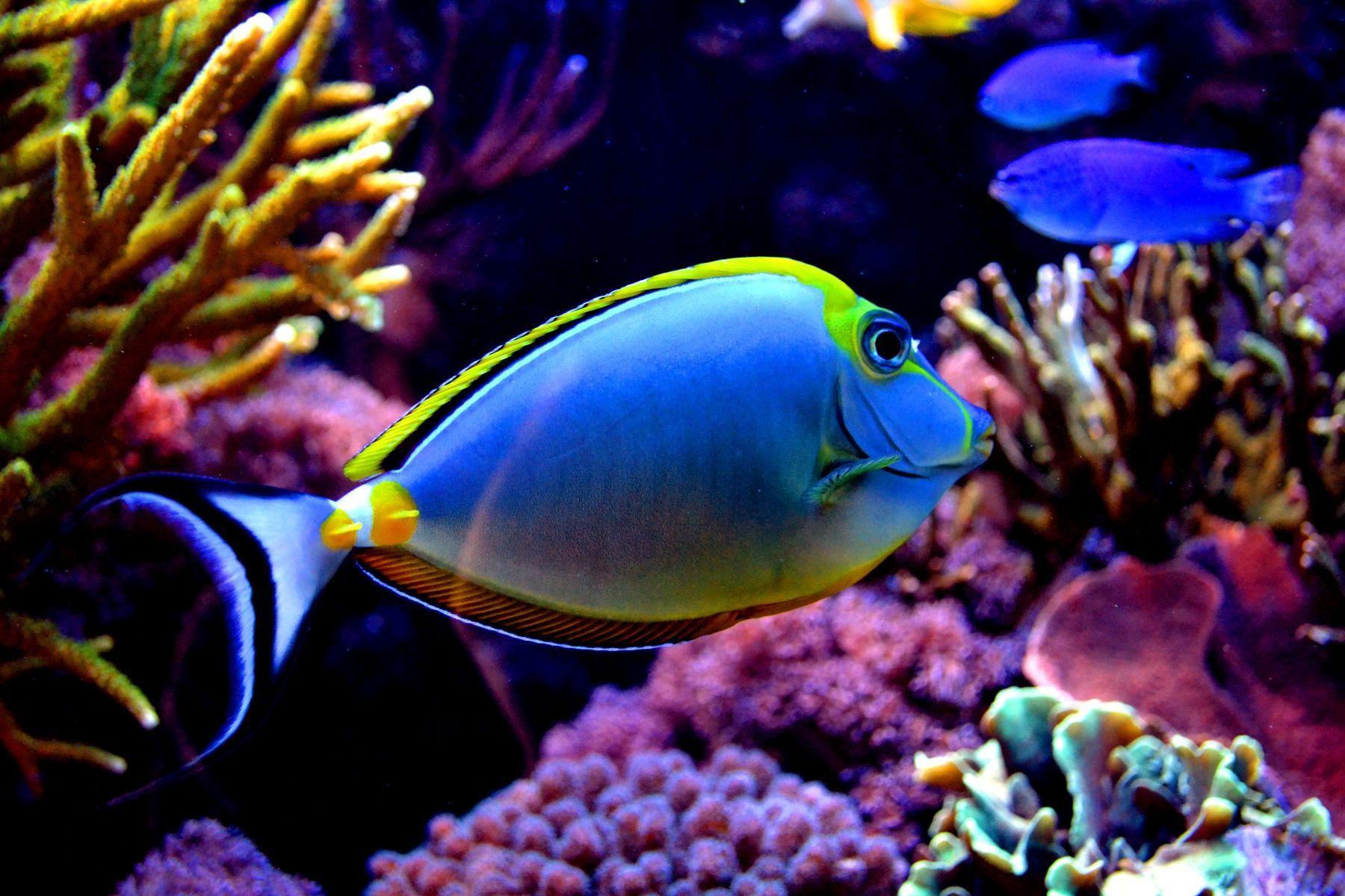 Colorful Fish Wallpapers - Top Free Colorful Fish Backgrounds ...