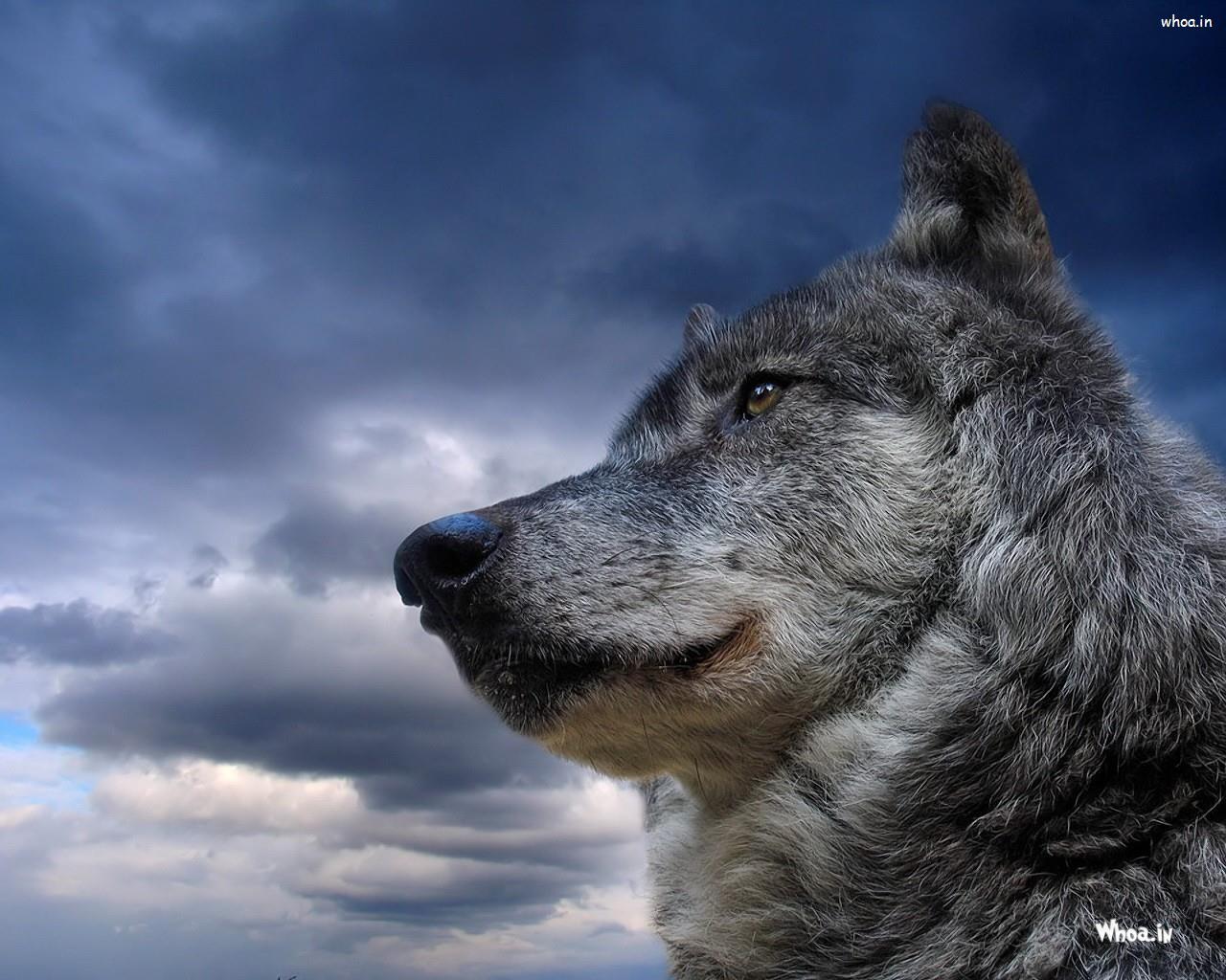 Beautiful Wolf Wallpapers - Top Free Beautiful Wolf Backgrounds ...
